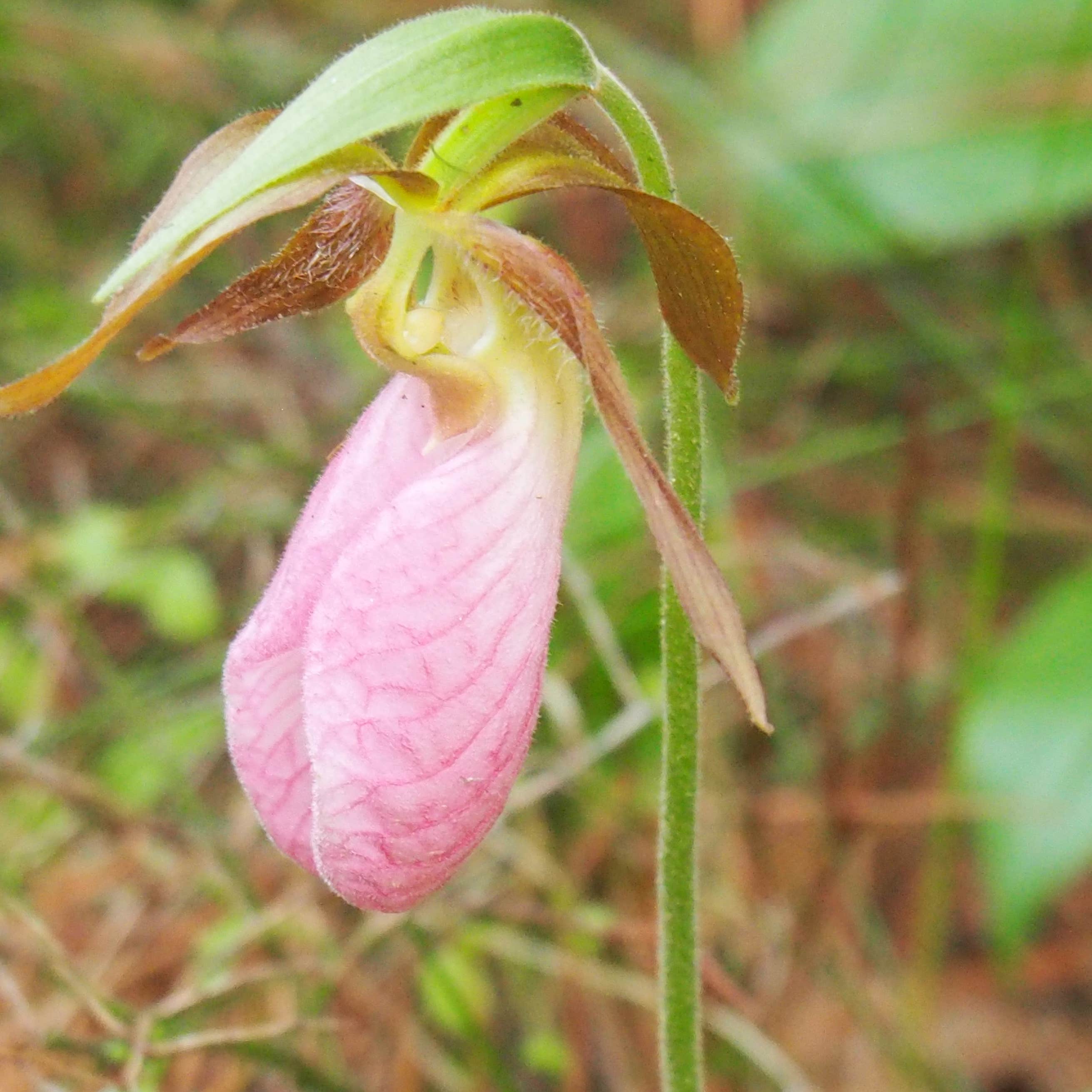 Frontier Town Campground | Severance, New York