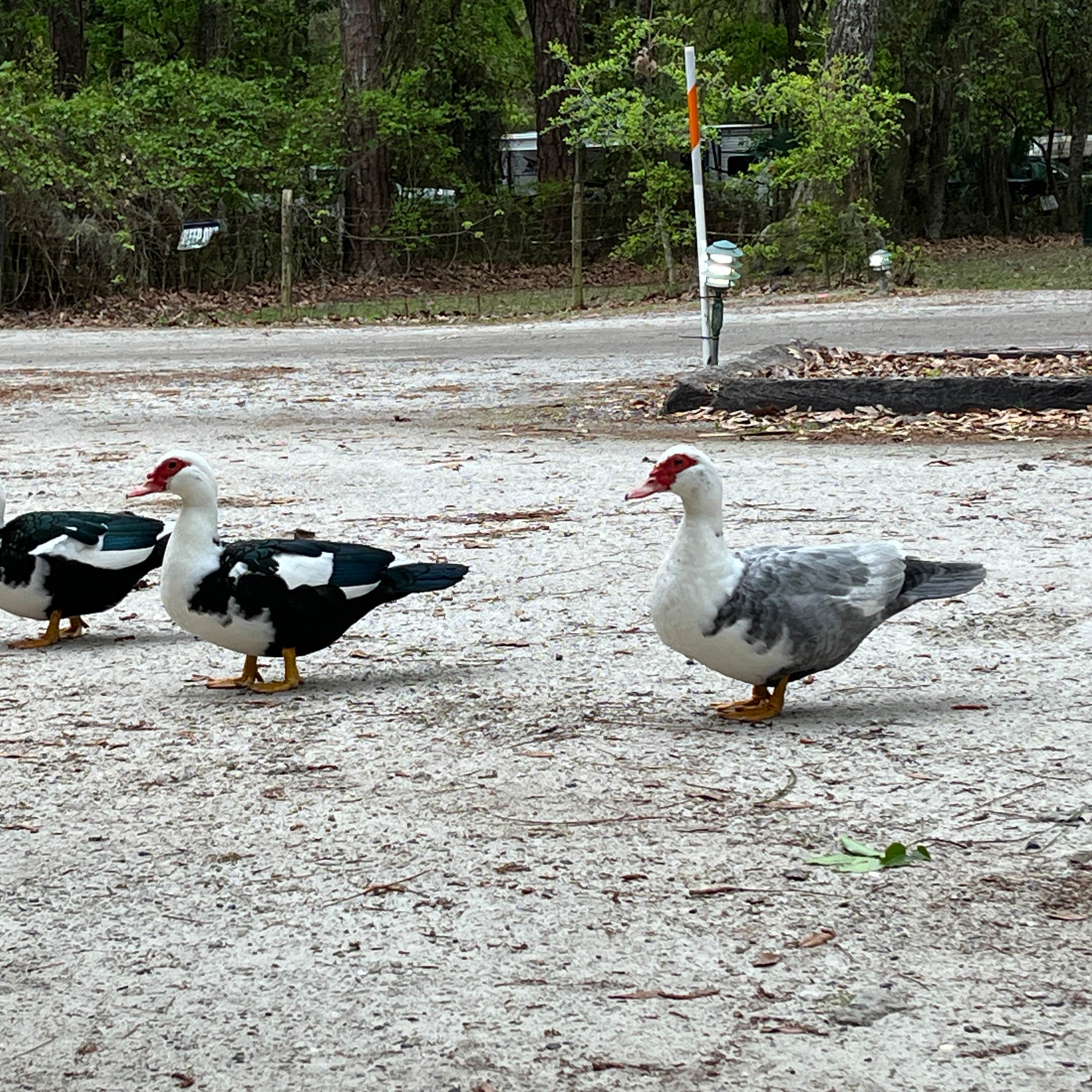 Blythe Island Regional Park Camping | Brunswick, Georgia