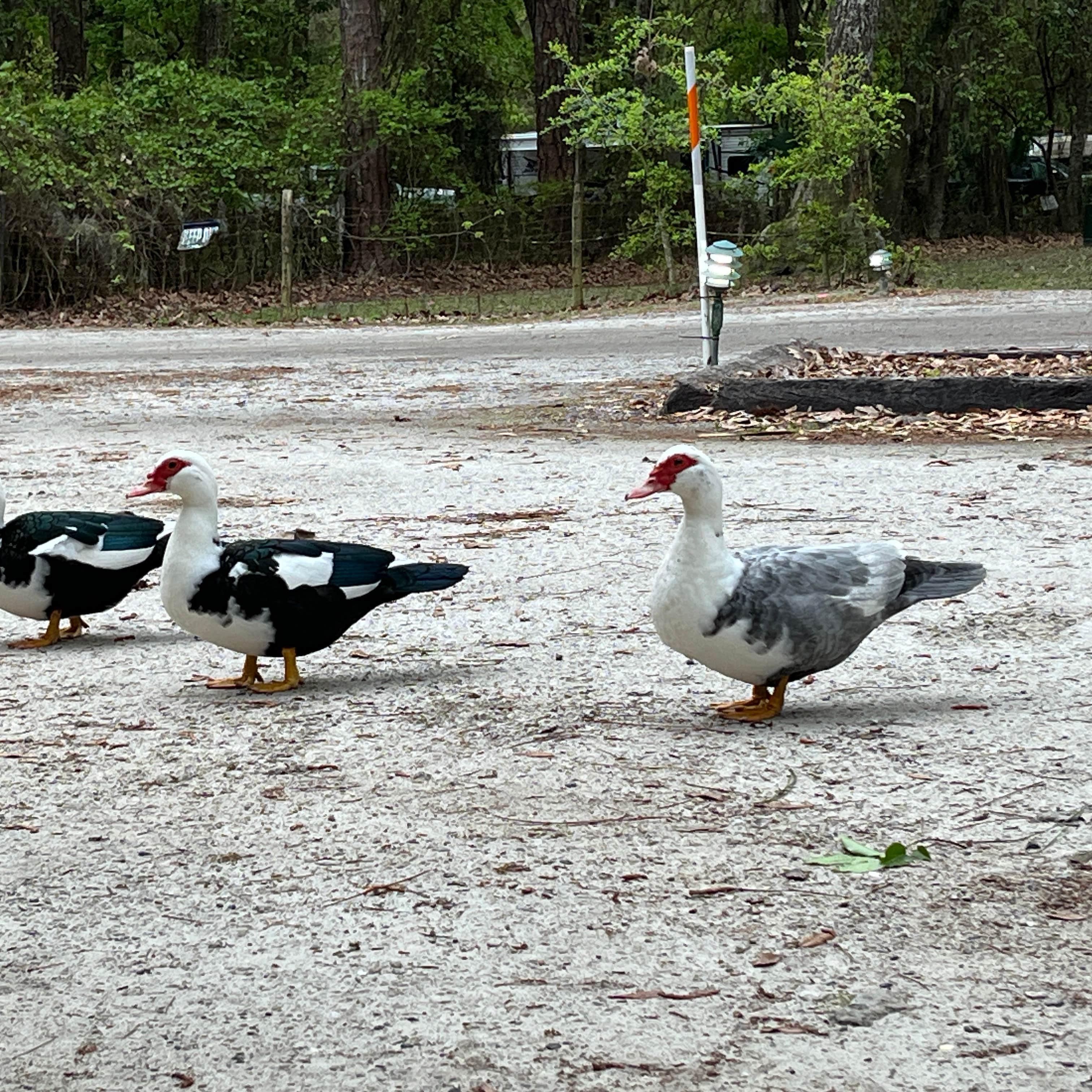 Blythe Island Regional Park Camping | Brunswick, Georgia