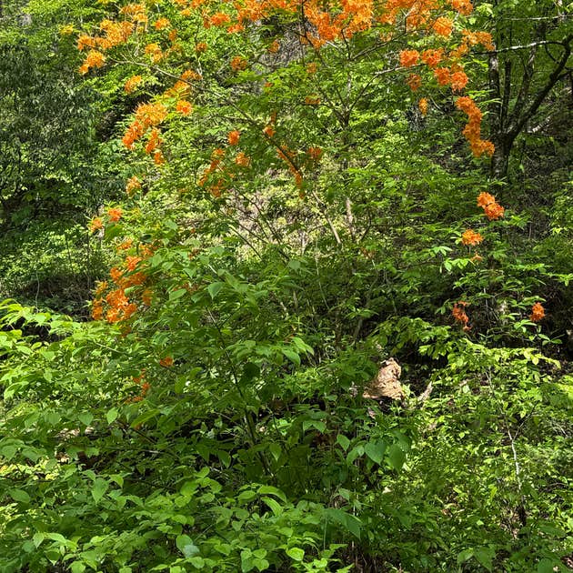 Mulky Campground | Suches, Georgia