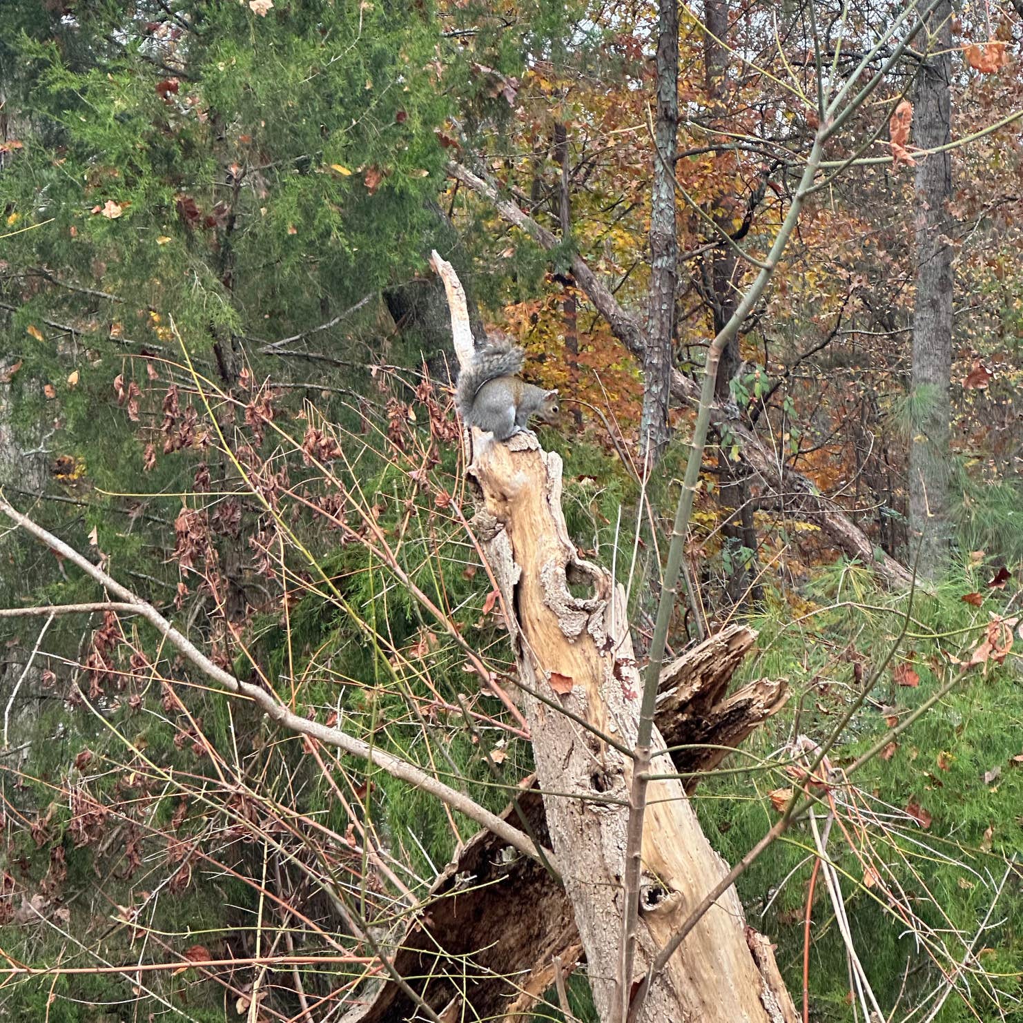 Shady Grove Campground | Cumming, Georgia