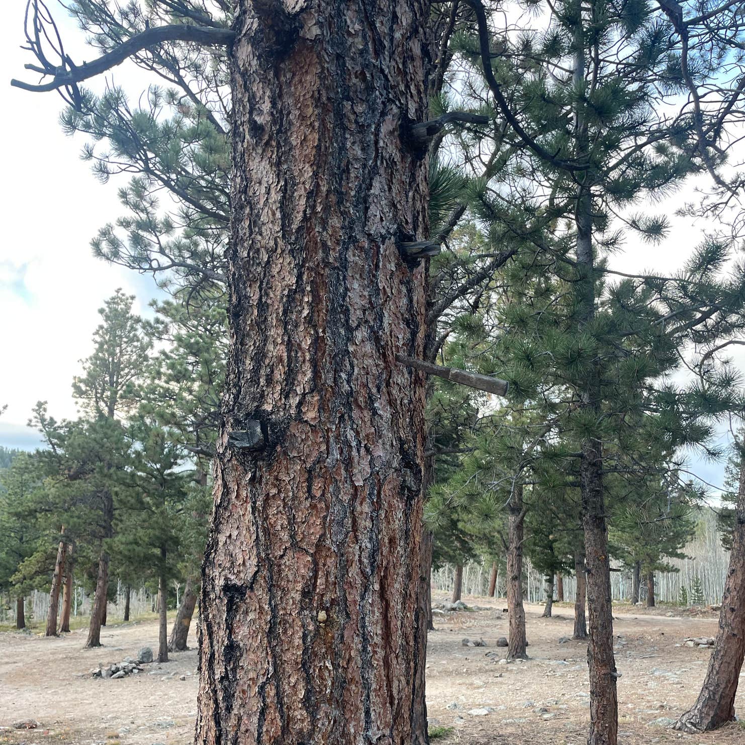 Gordon Gulch Dispersed Area Camping | Nederland, Colorado