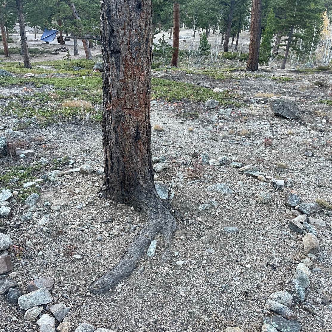 Gordon Gulch Dispersed Area Camping | Nederland, Colorado