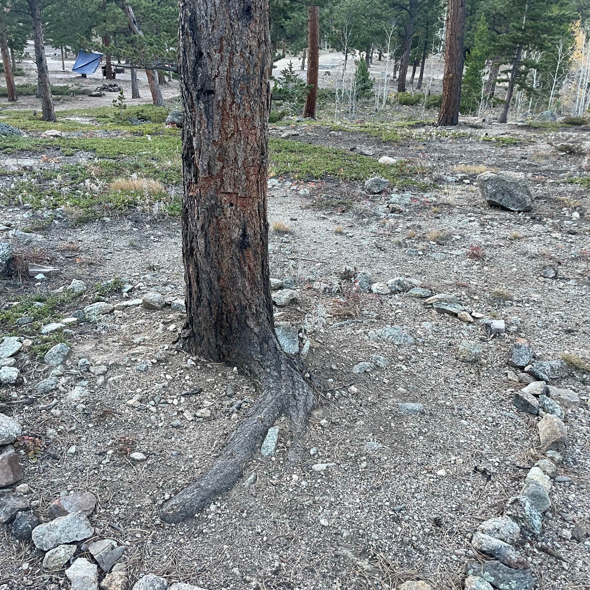 Gordon Gulch Dispersed Area Camping | Nederland, Colorado