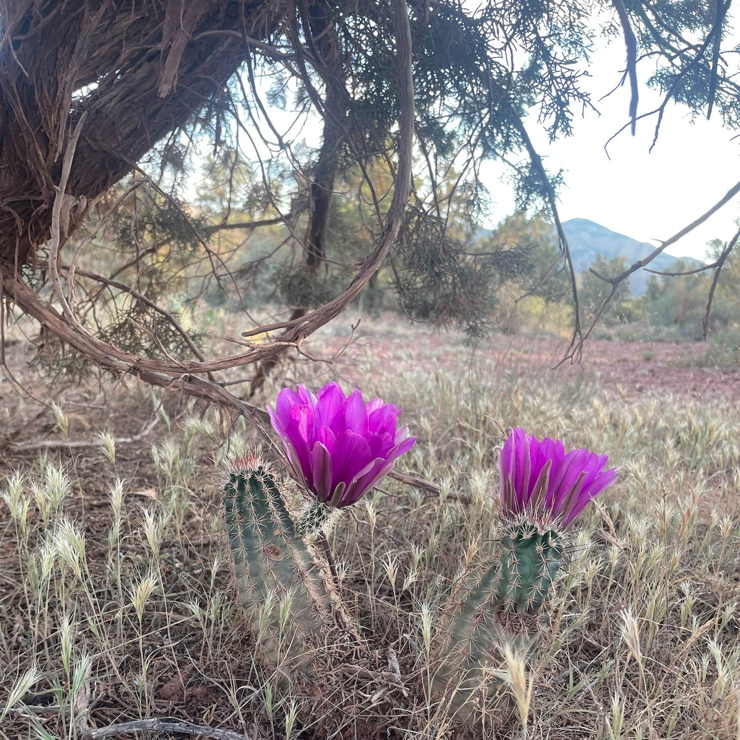 Greasy Spoon Dispersed Area Camping | Sedona, Arizona