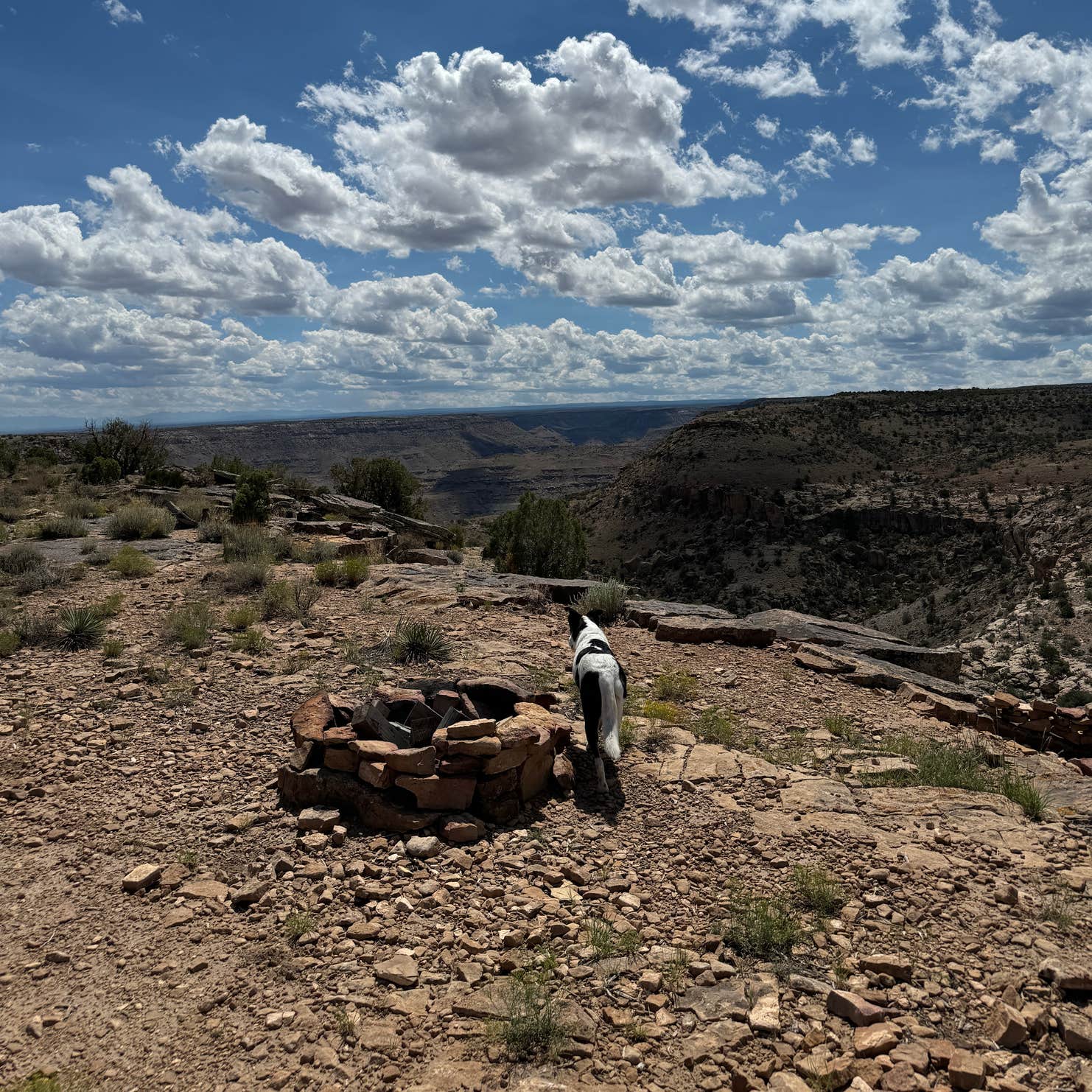 Gunnison River Overlook Camping | Delta, Colorado