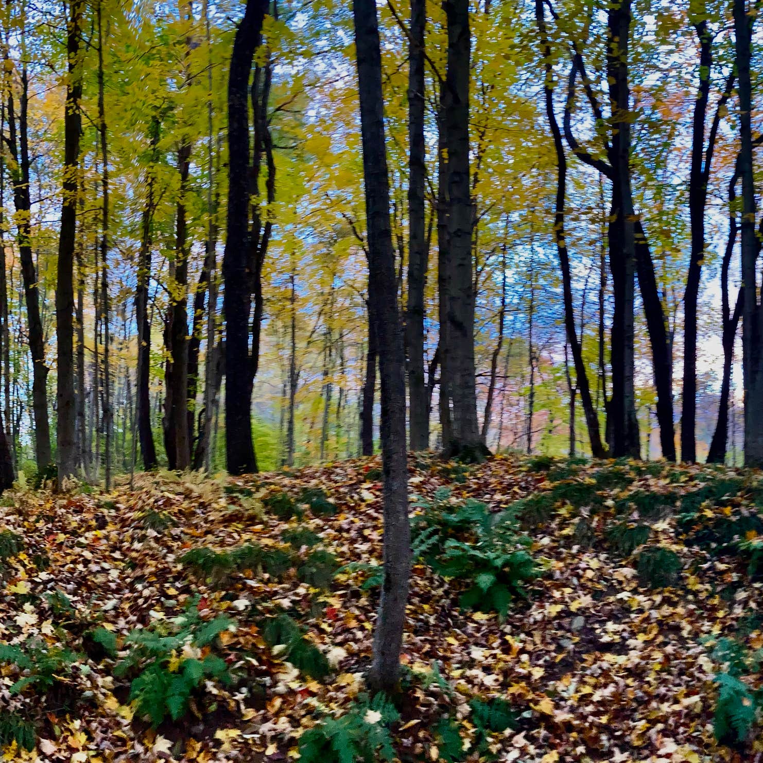 Hanging Bog Big Bass Serenity Camp | Belfast, New York