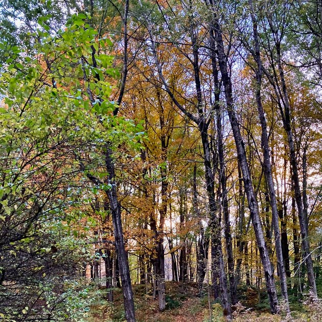 Hanging Bog Big Bass Serenity Camp | Belfast, New York