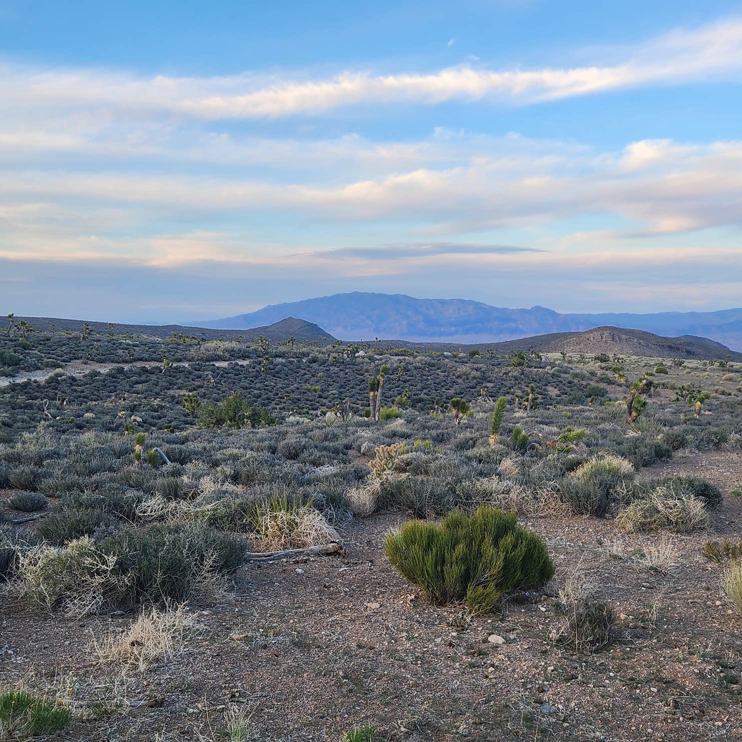 Harris Springs / Spring Mountains Dispersed Camping | Mount Charleston ...