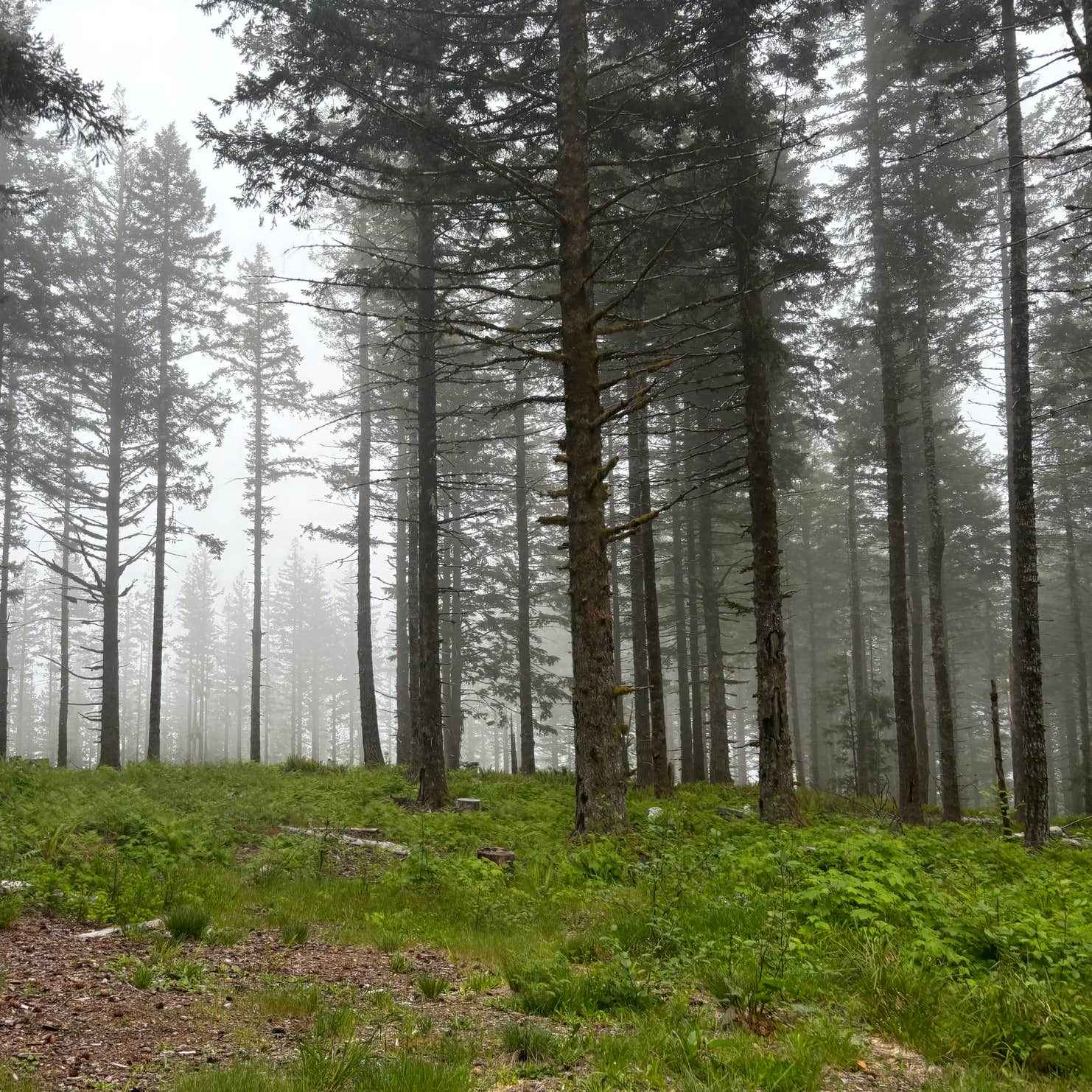 Hebo Road Camping | Beaver, Oregon