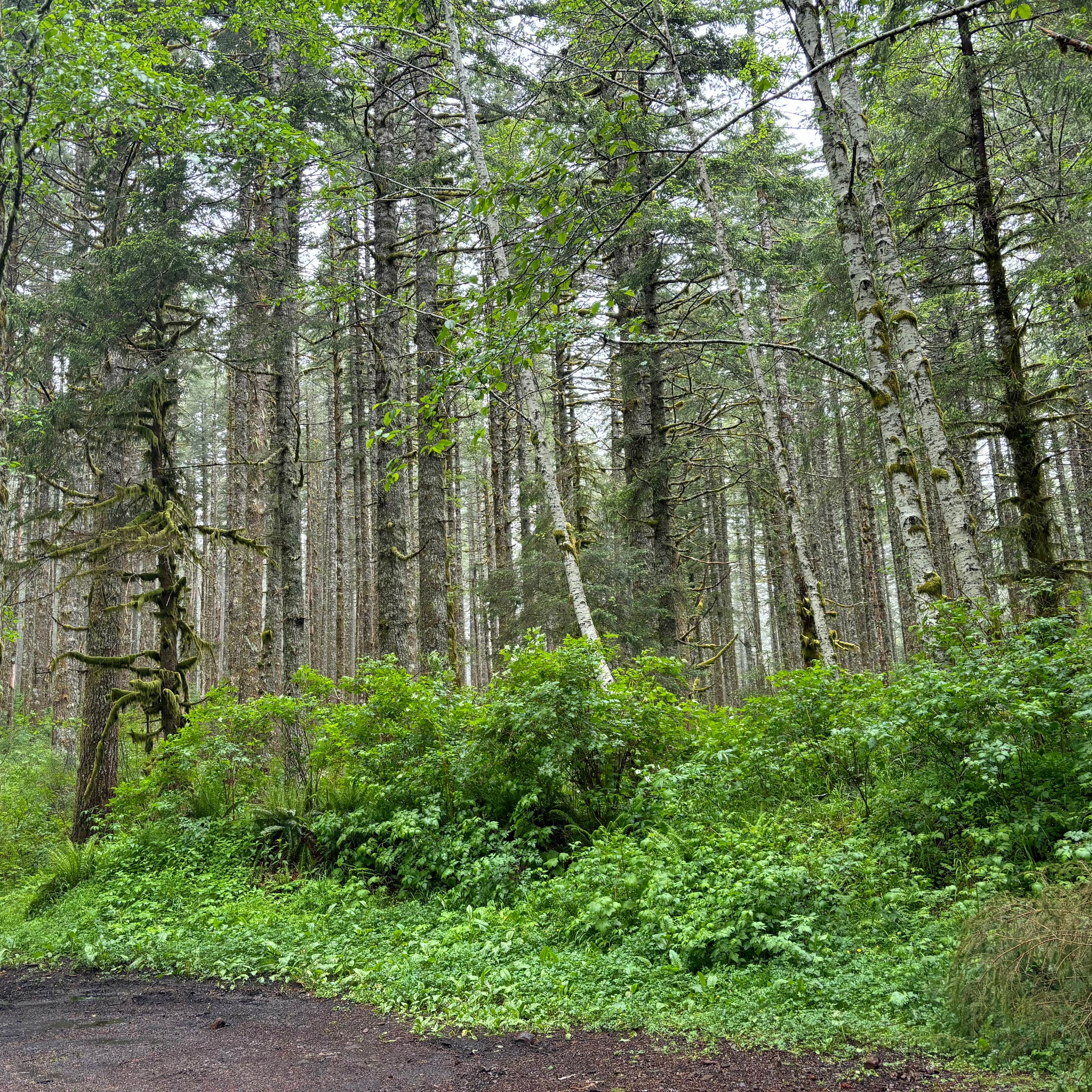 Hebo Road Camping | Beaver, Oregon