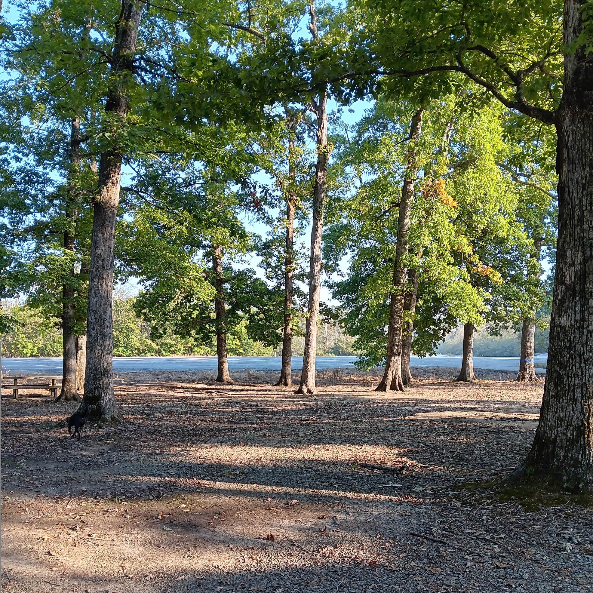 Henry Gray Hurricane Lake Wildlife Management Area Camping | Searcy ...