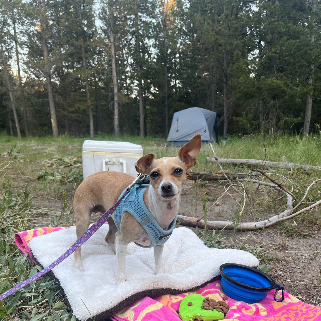 Henry's Fork Rivercamp | Macks Inn, Idaho