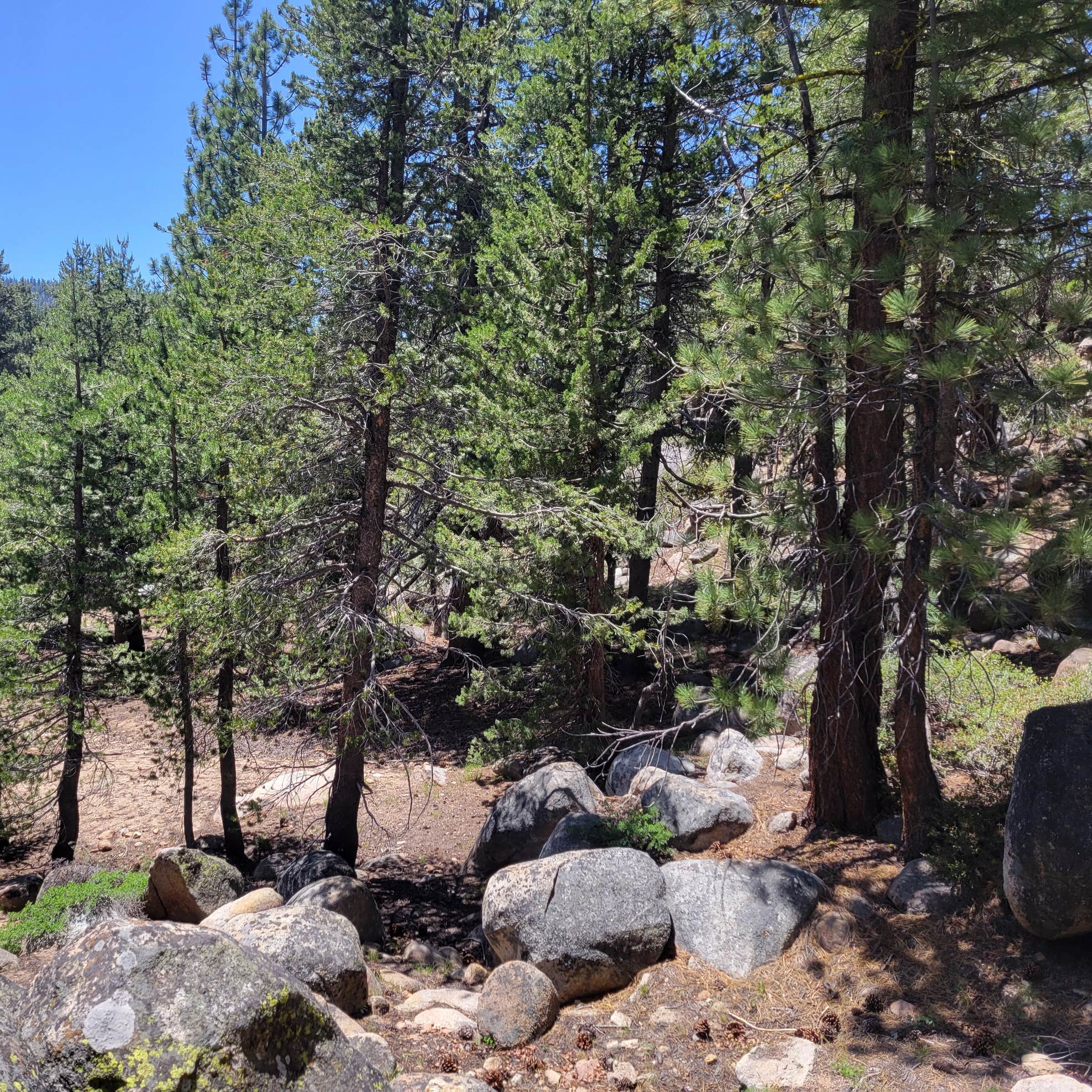 Hermit Valley Campground | Bear Valley, California