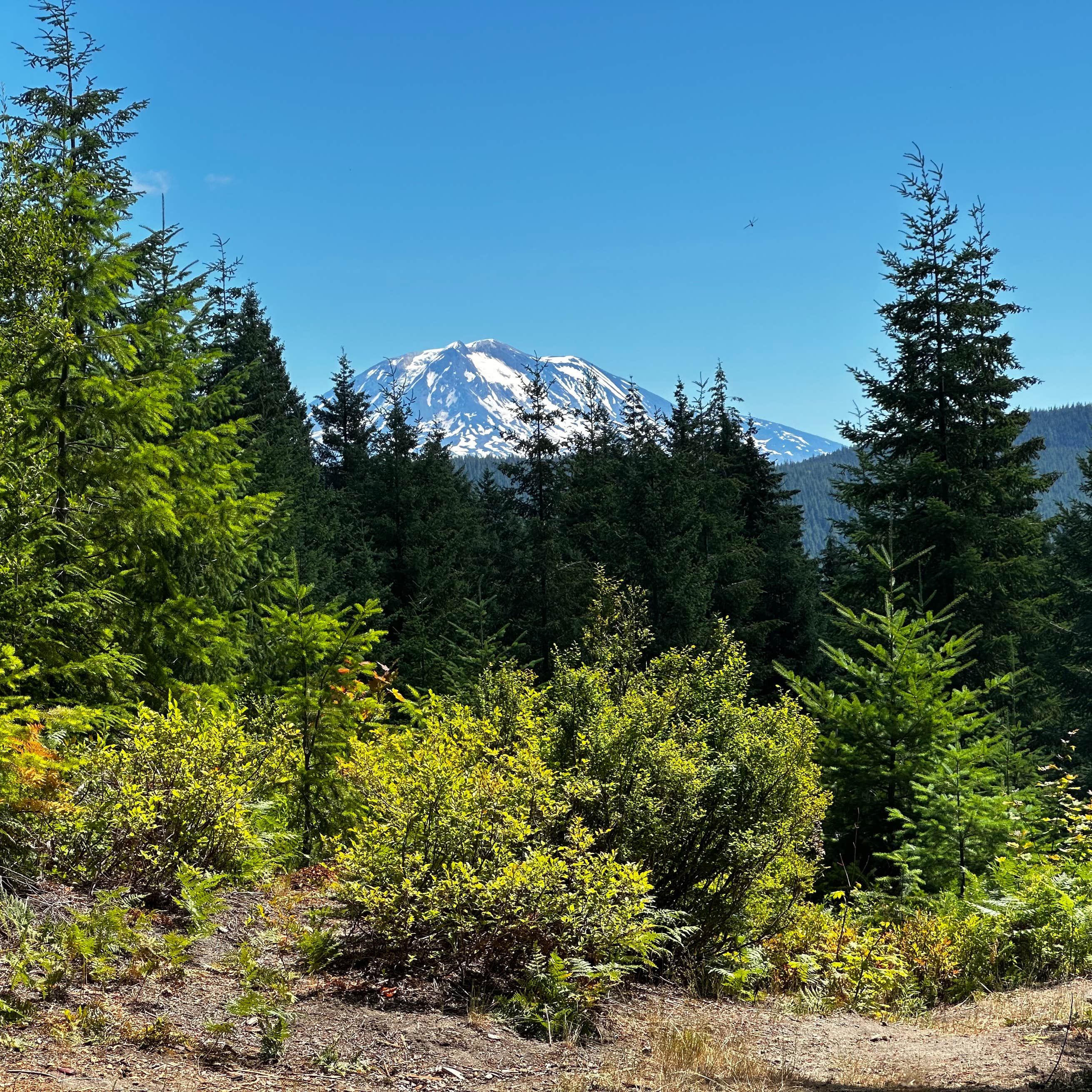 Hidden St Helens Gem Camping | Cougar, Washington