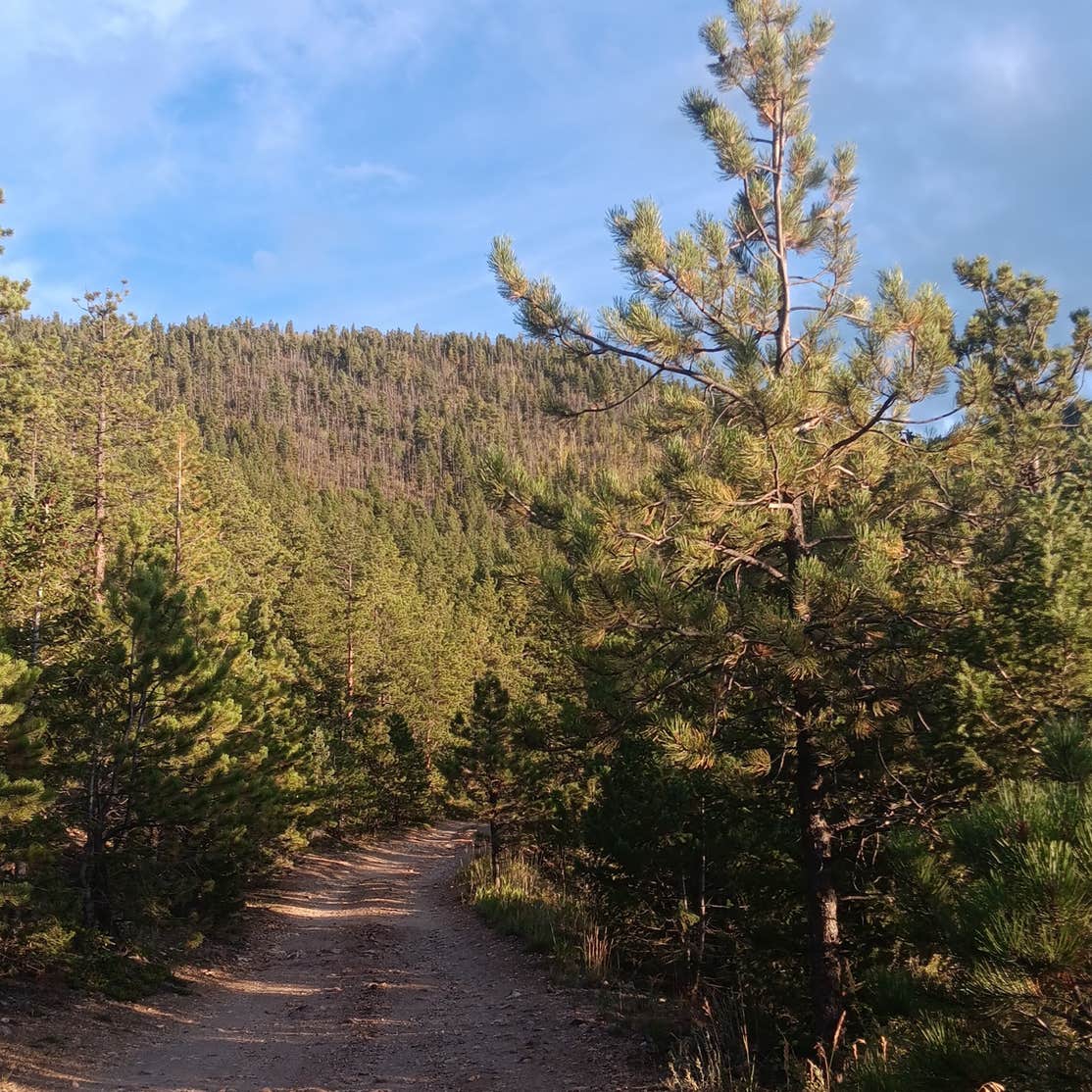 Hidden Wilderness Roadside Camp | Idaho Springs, CO