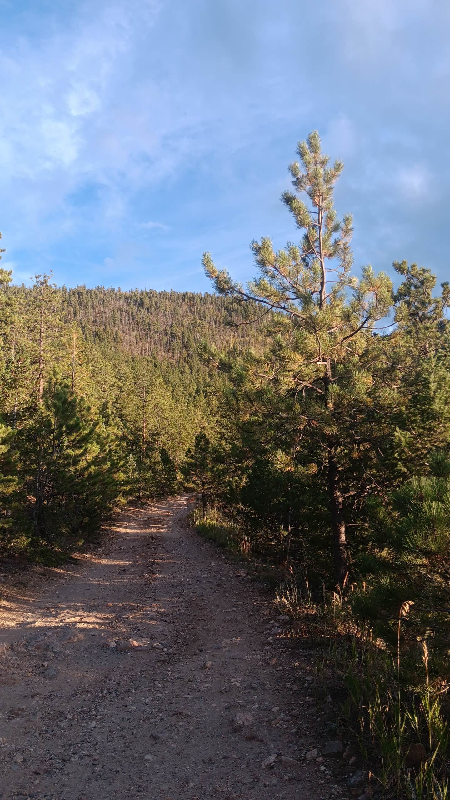Hidden Wilderness Roadside Camp | Idaho Springs, CO