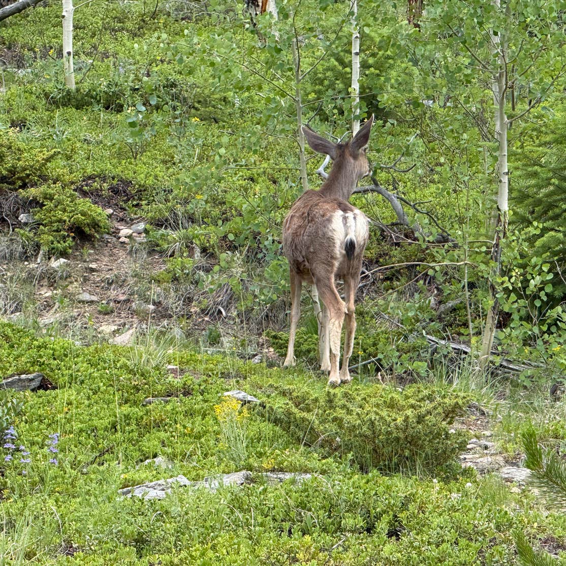 Hidden Wilderness Roadside Camp #1 | Idaho Springs, Colorado