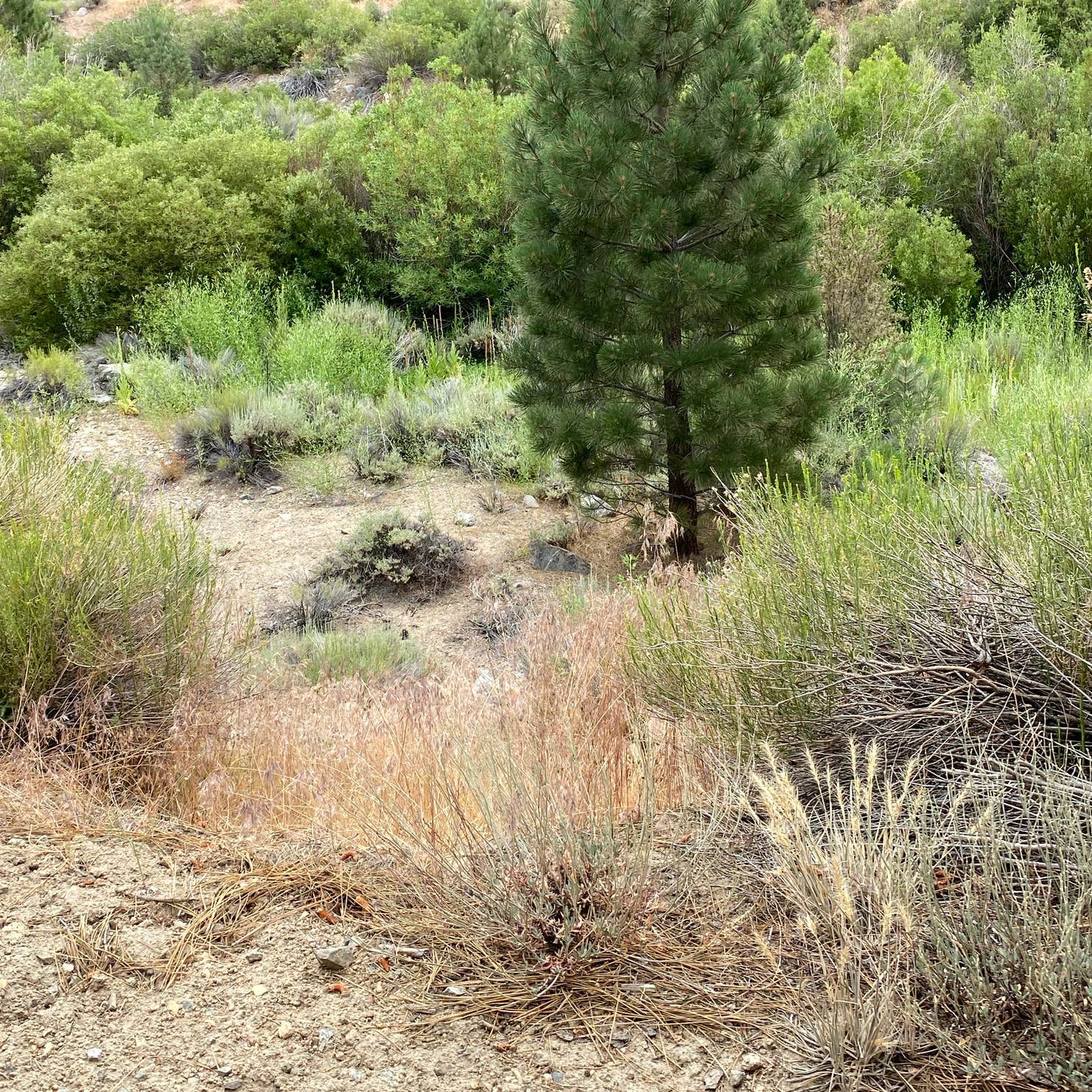 Holcomb Valley Climbers Camp | Big Bear Lake, California