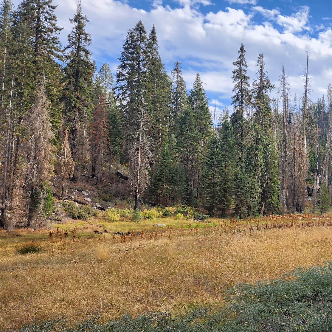 Holey Meadow Campground | Johnsondale, California