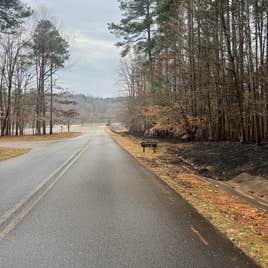 Holly Point — Falls Lake State Recreation Area Camping | Wake Forest, NC