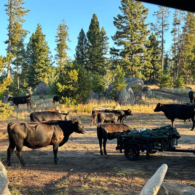 Homestake Pass Dispersed Camping | Butte, Montana