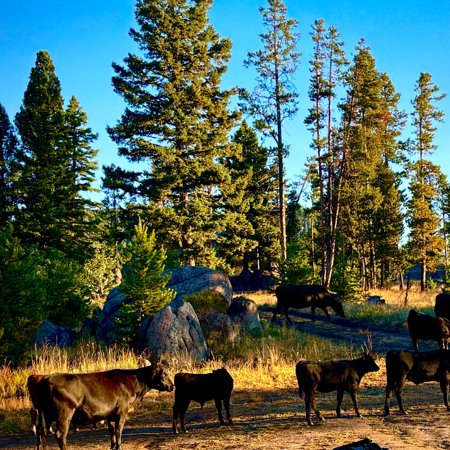 Homestake Pass Dispersed Camping | Butte, Montana