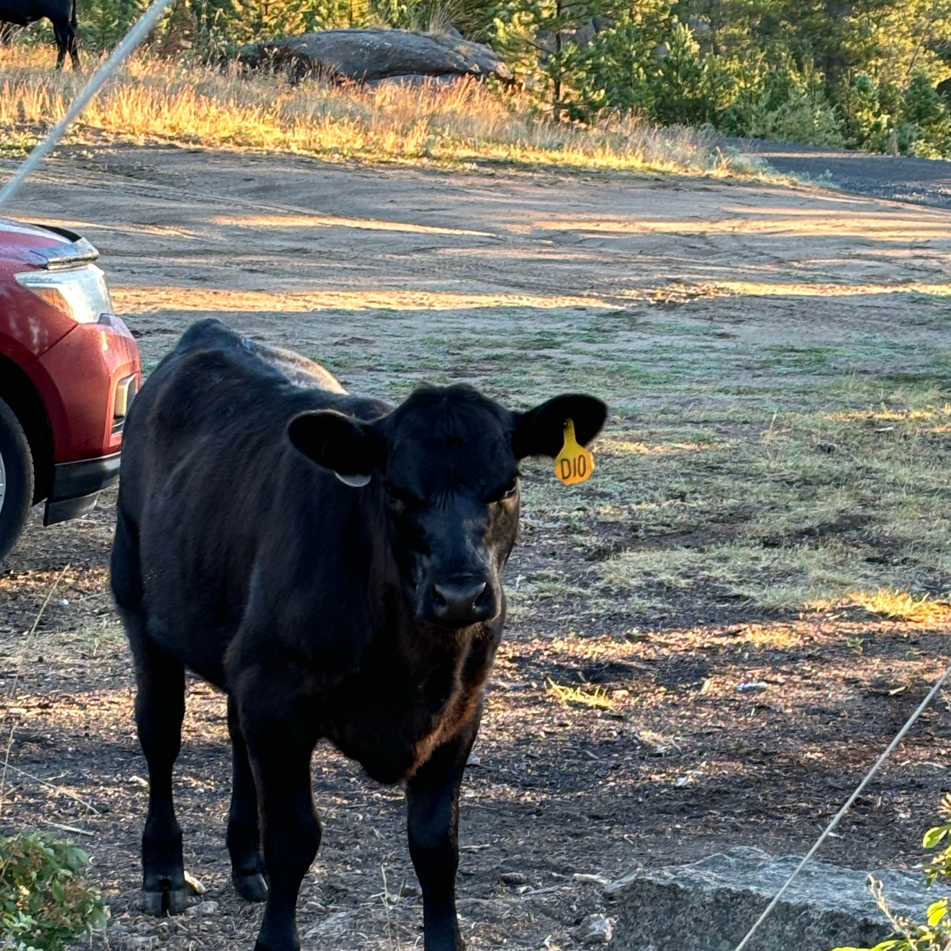 Homestake Pass Dispersed Camping | Butte, Montana
