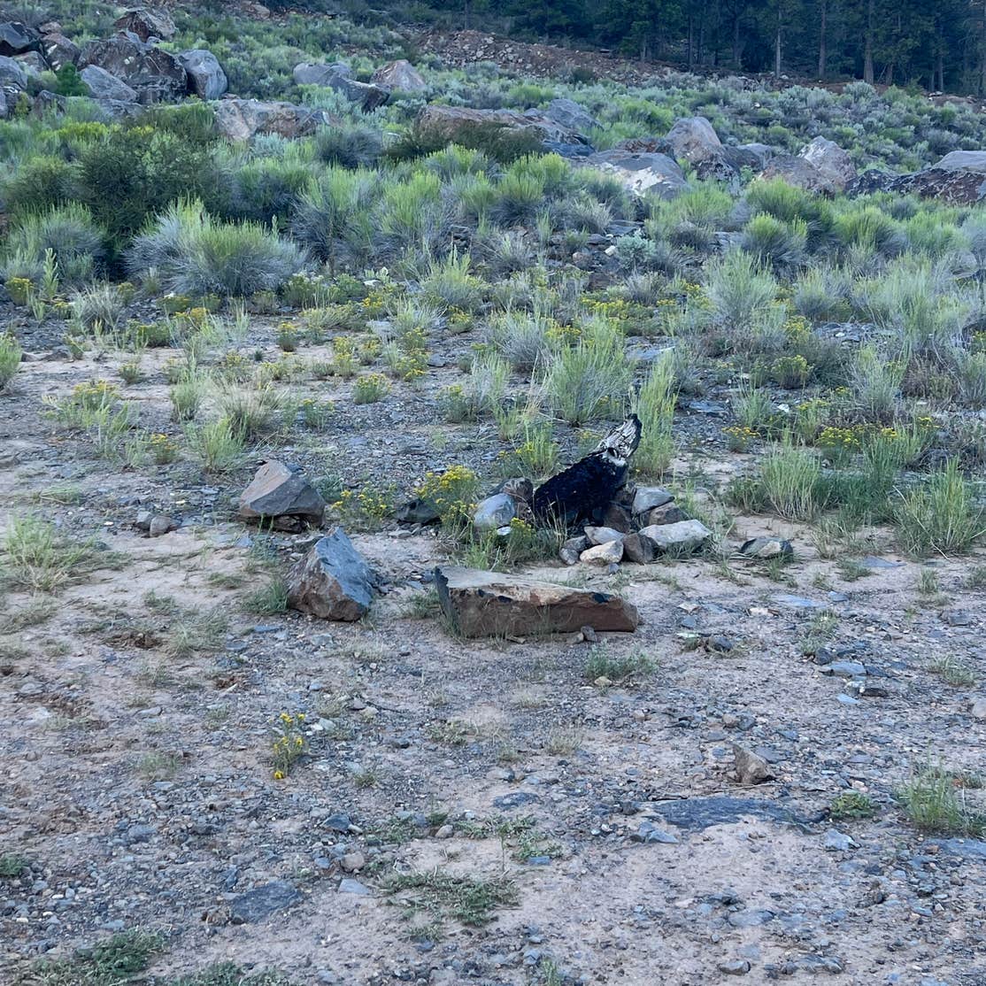 Hoss Hideout Dispersed Site on Losee Canyon Camping | Panguitch, Utah