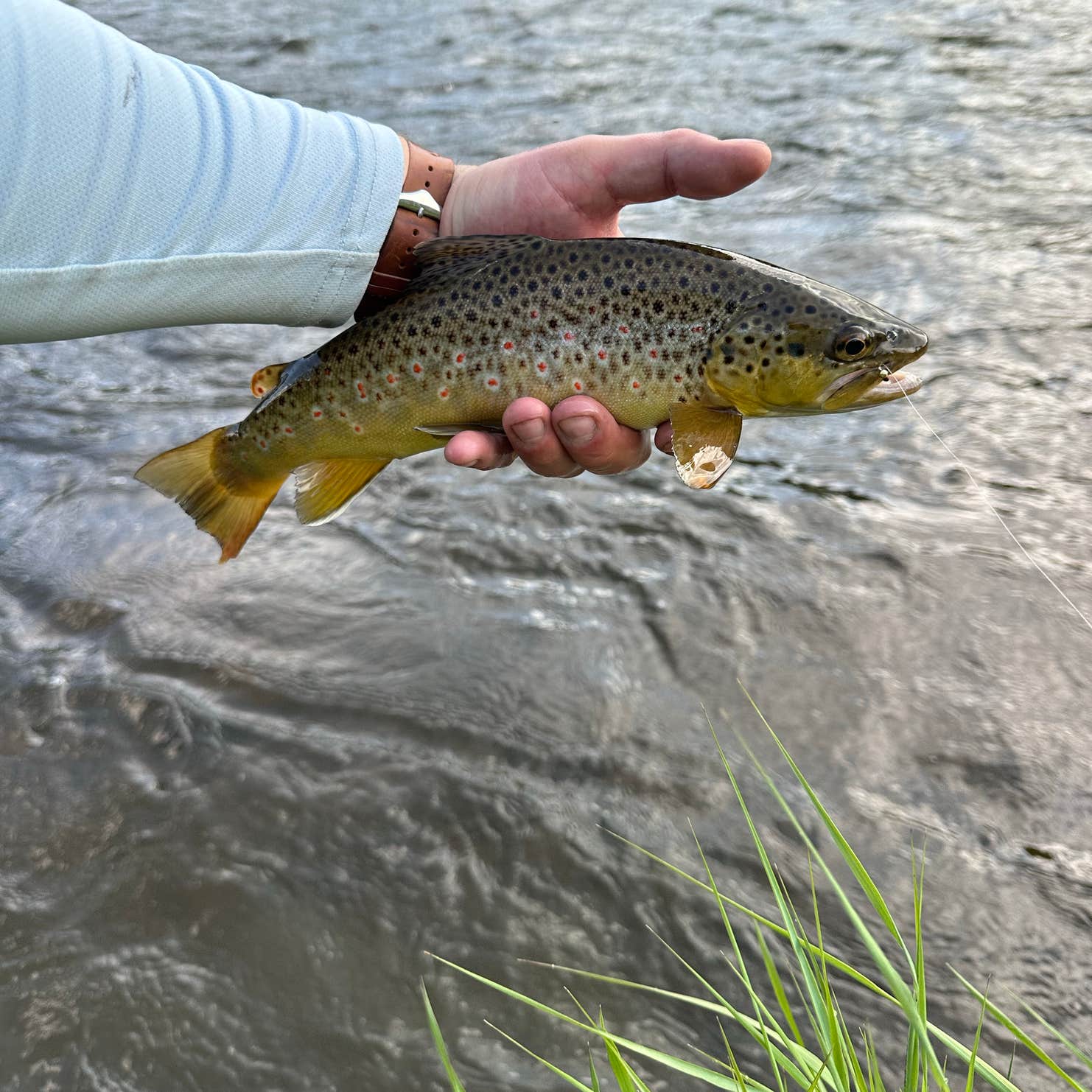 Hot Sulphur Springs SWA - Joe Gerrans Unit Camping | Parshall, Colorado
