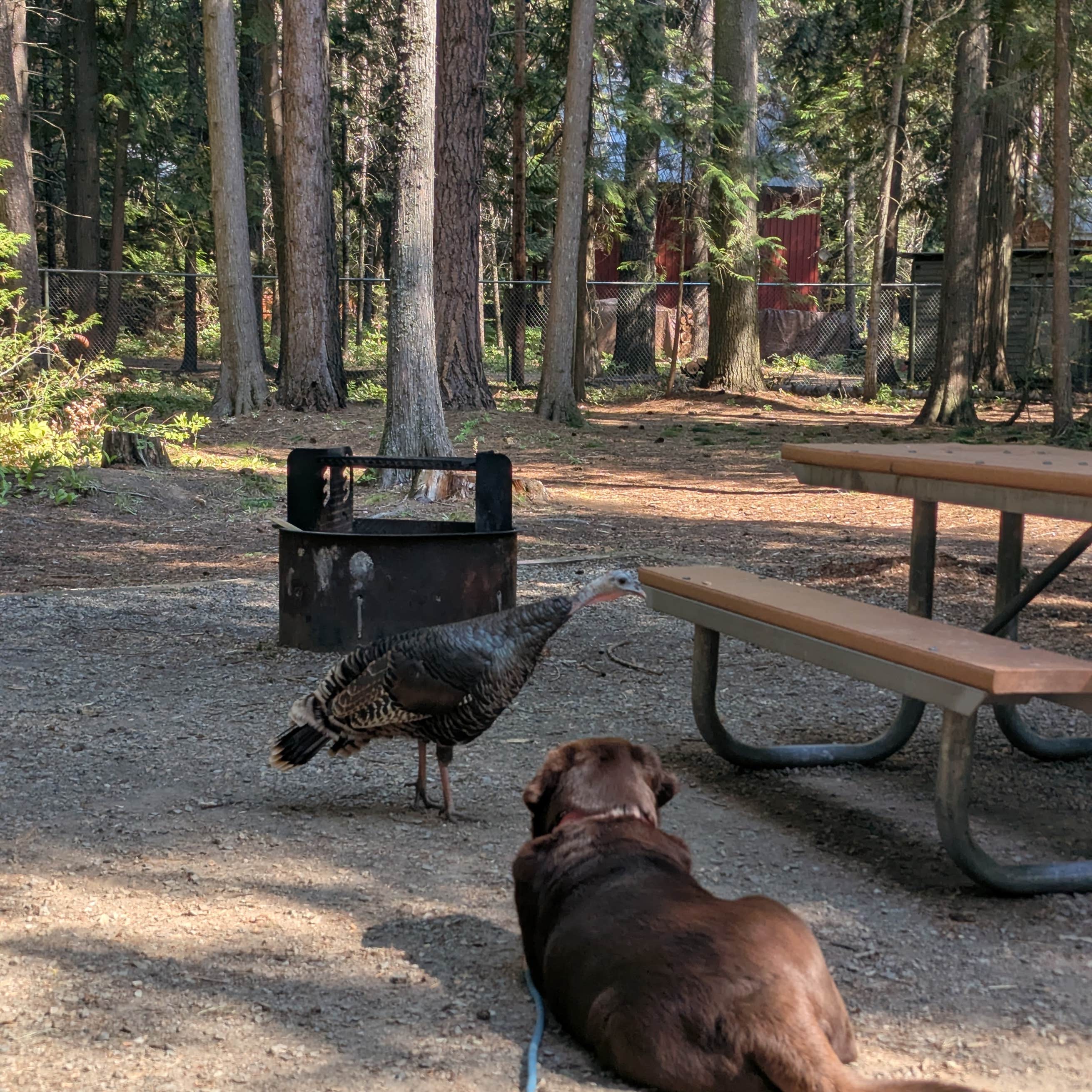 Riley Creek Campground | Cocolalla, Idaho