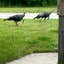 Rock Cut State Park Campground | Loves Park, IL