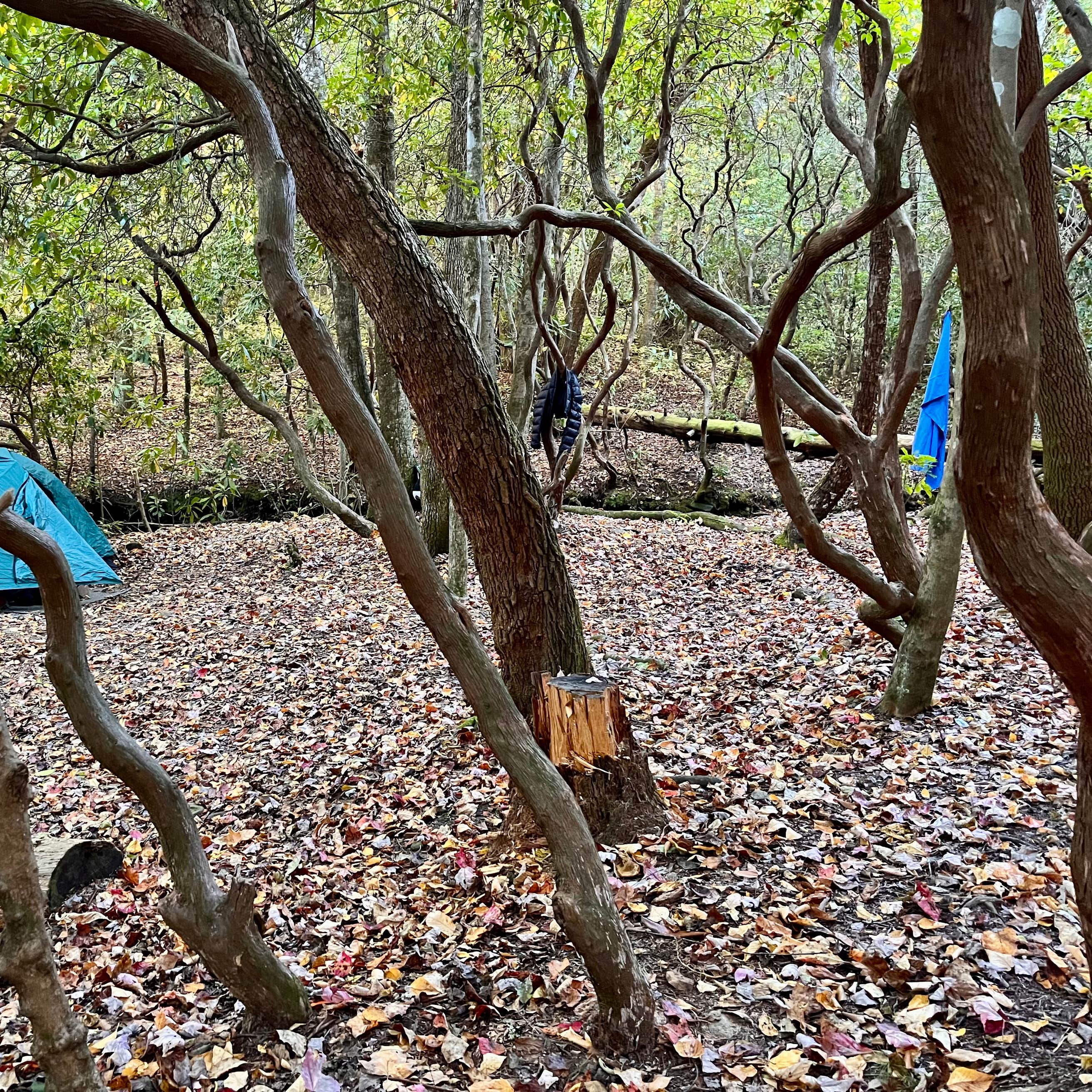 Indian Grave Gap Campsite | Helen, Georgia