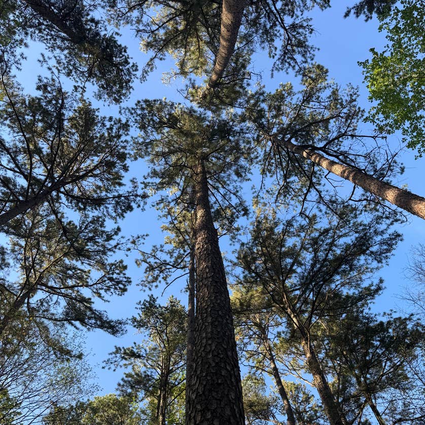 Tipsaw Lake Camping | Leopold, Indiana