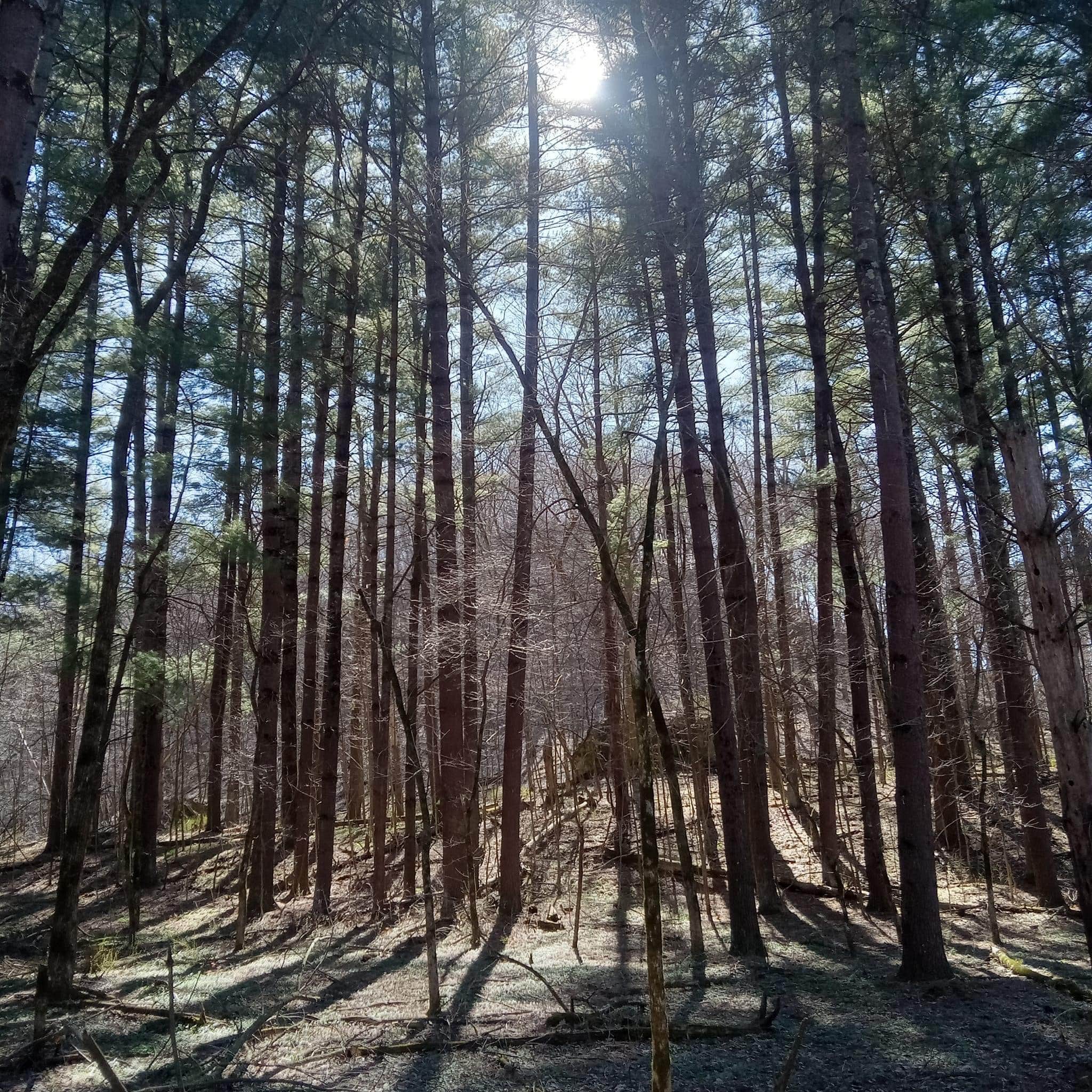 Bloody Run County Park Camping | McGregor, IA