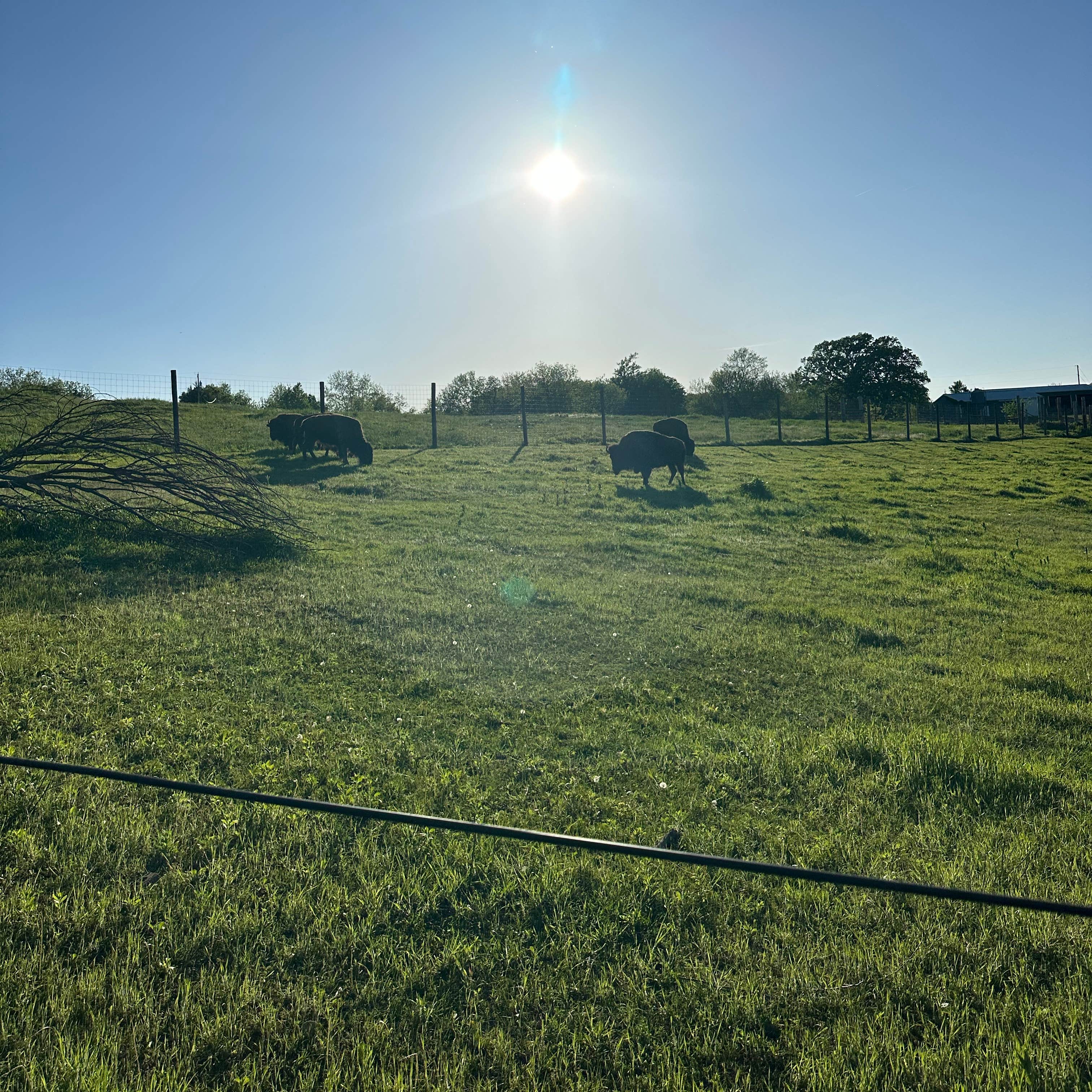 Jester County Park Camping | Granger, Iowa