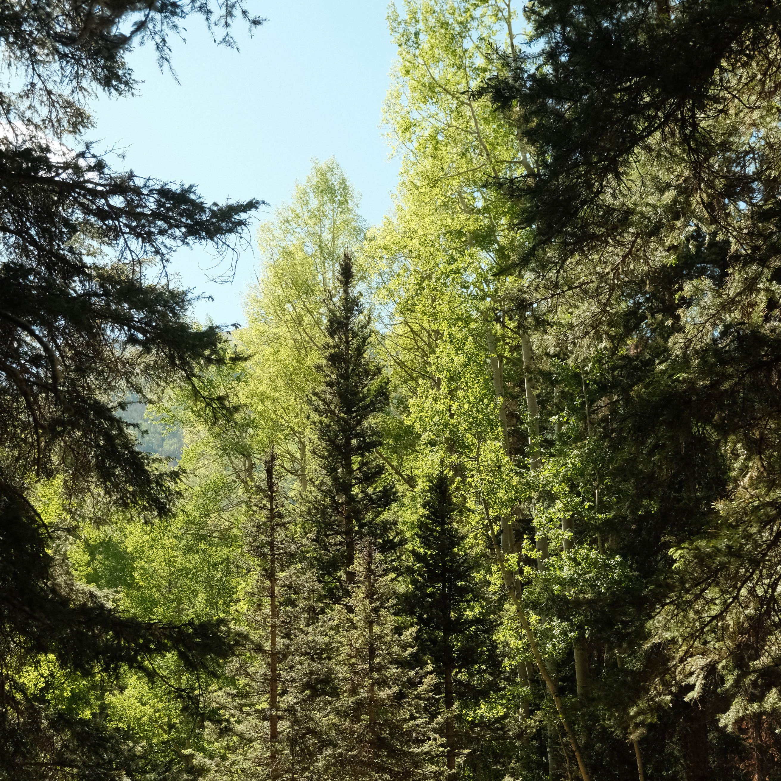 Ironton Park Dispersed Camping | Ouray, Colorado