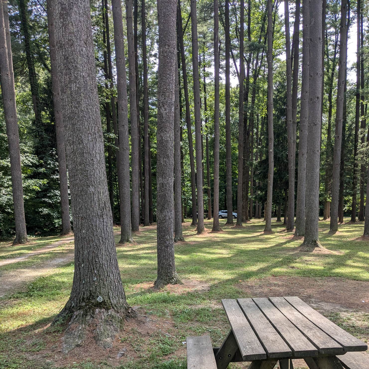 Jackson Washington State Forest Camping | Brownstown, Indiana