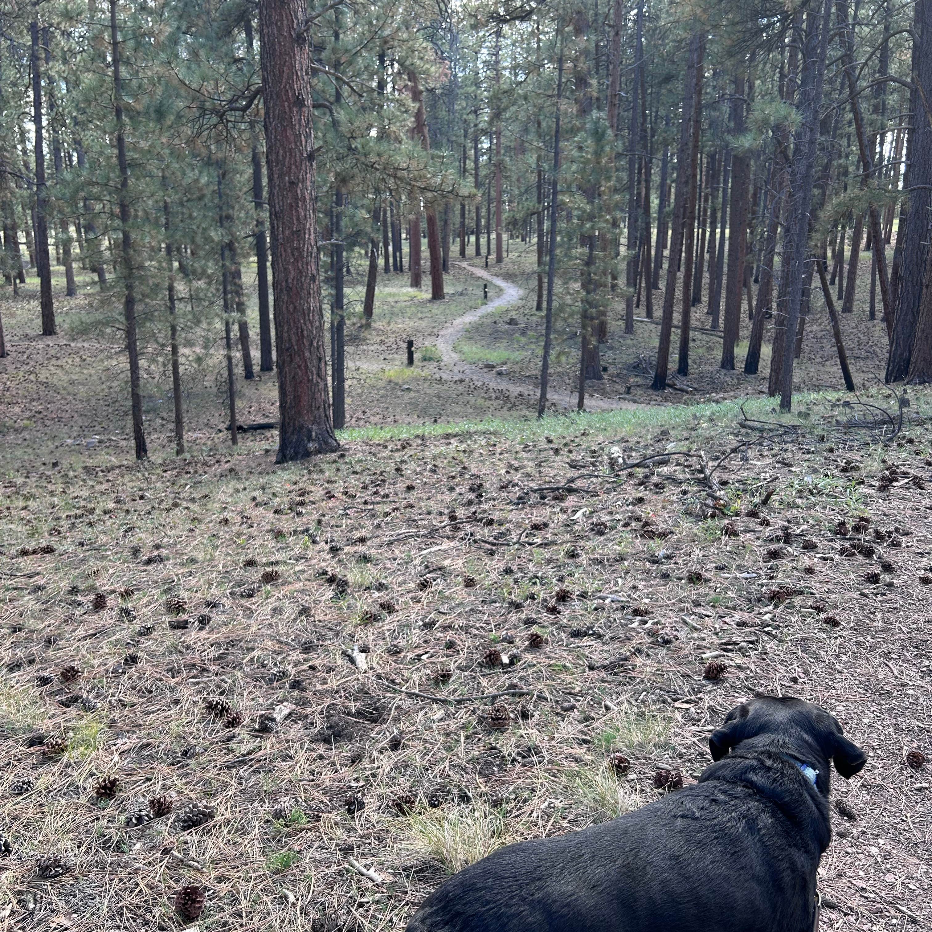 Jacob Lake Campground - Kaibab National Forest | Jacob Lake, Arizona