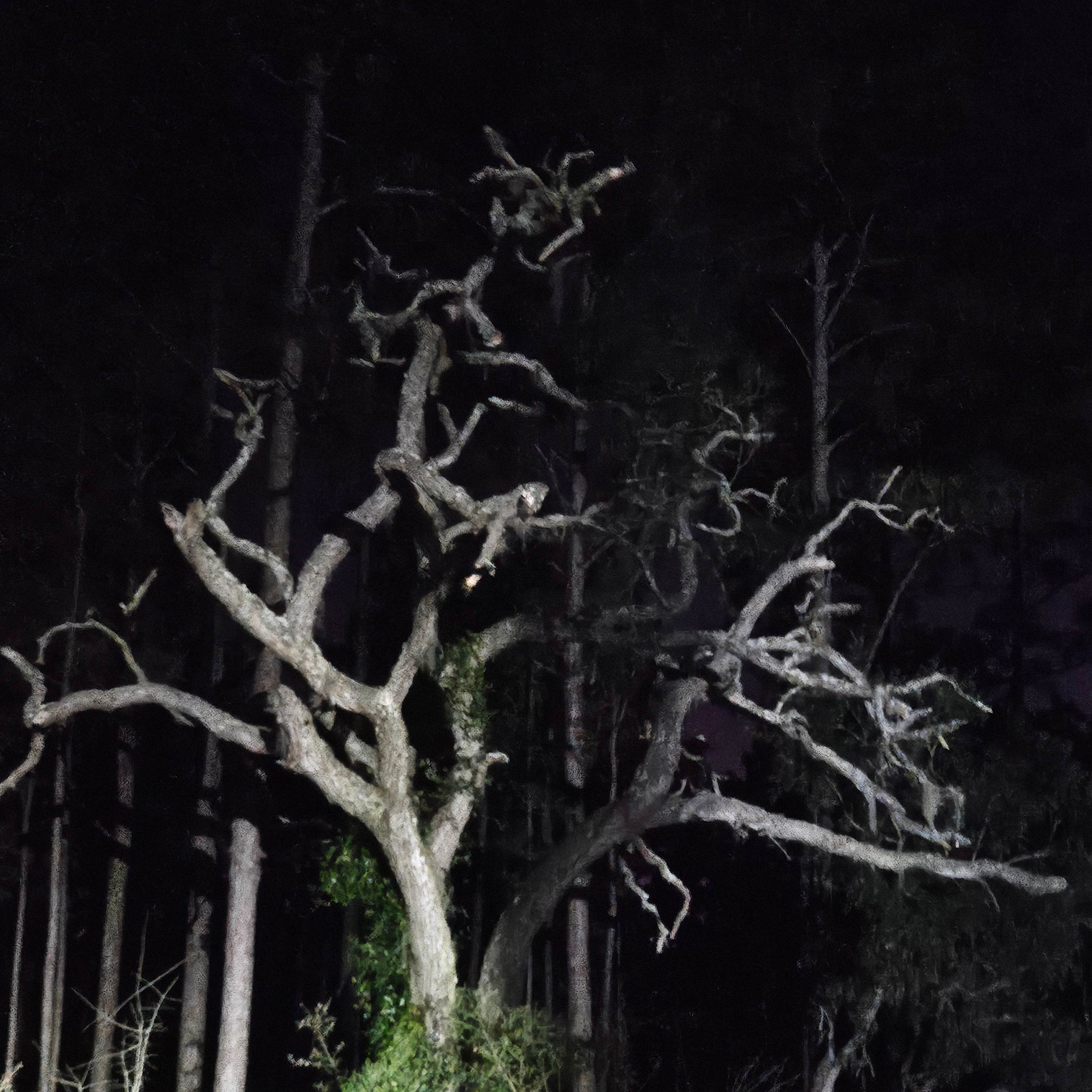 Jay B. Starkey Wilderness Park Camping | New Port Richey, Florida