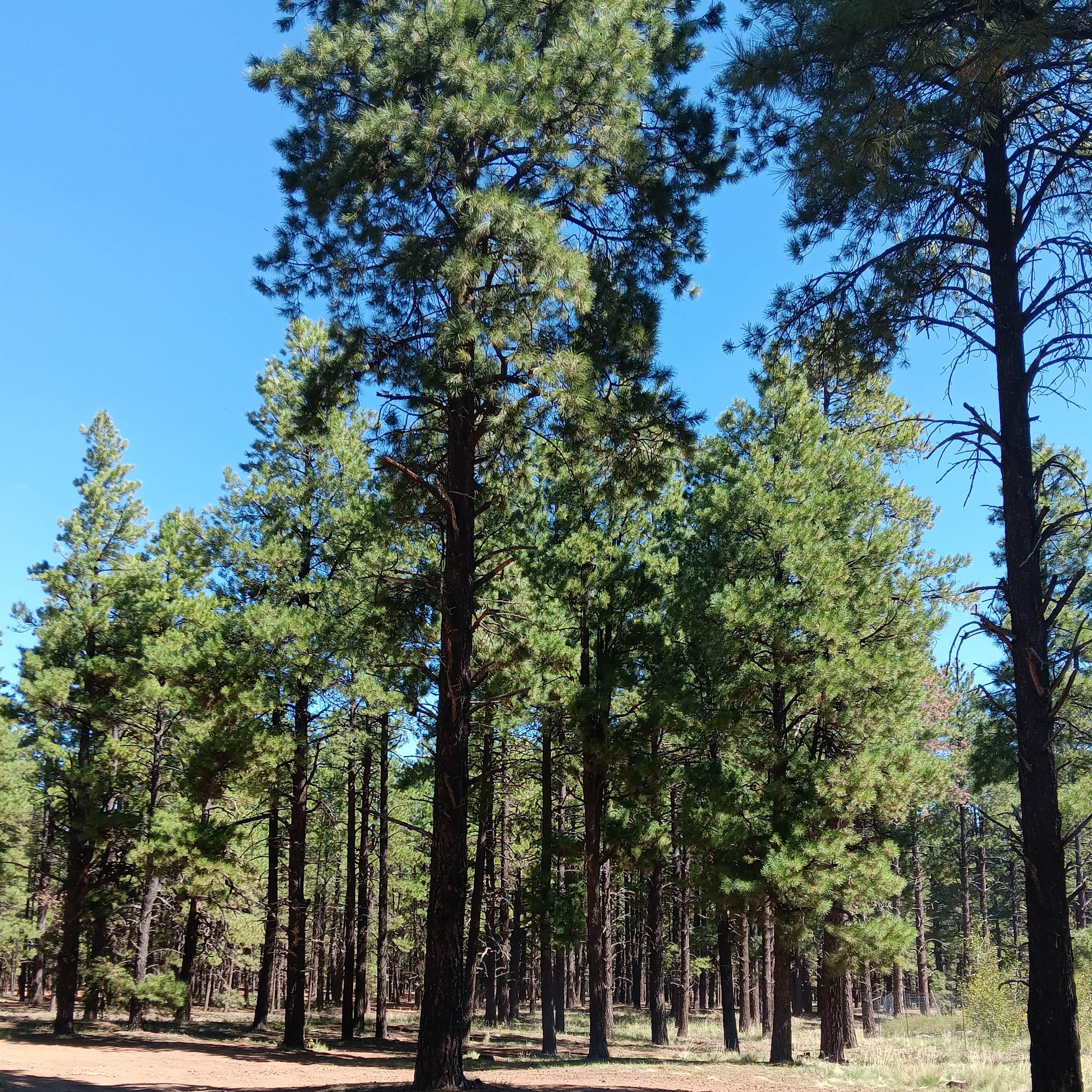 Kaibab National Forest Kaibab Lake Campground | Williams, Arizona