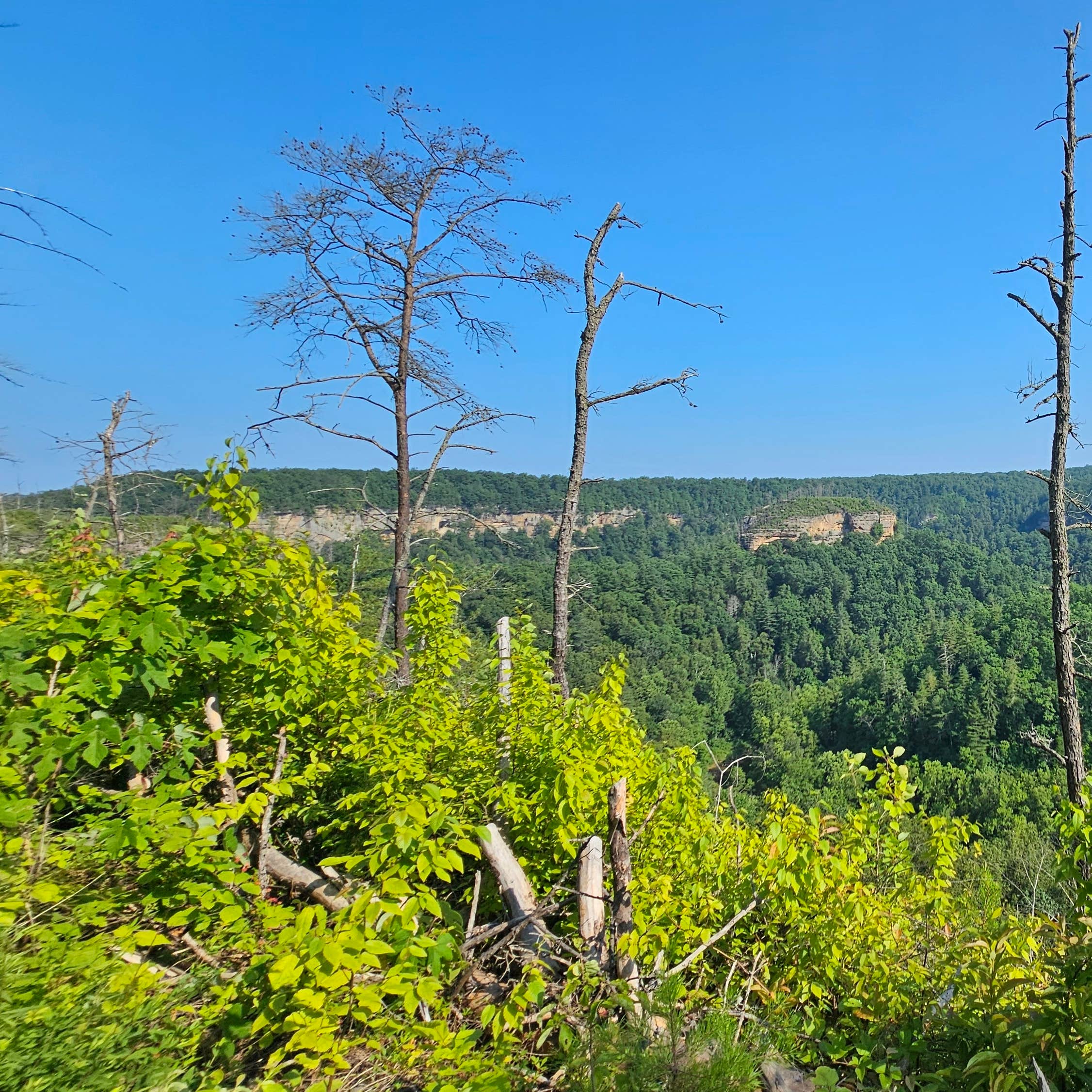 Koomer Ridge Campground — Daniel Boone National Forest | Pine Ridge ...