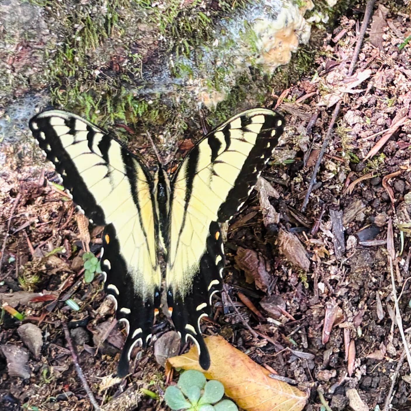Turkey Foot Campground | McKee, Kentucky