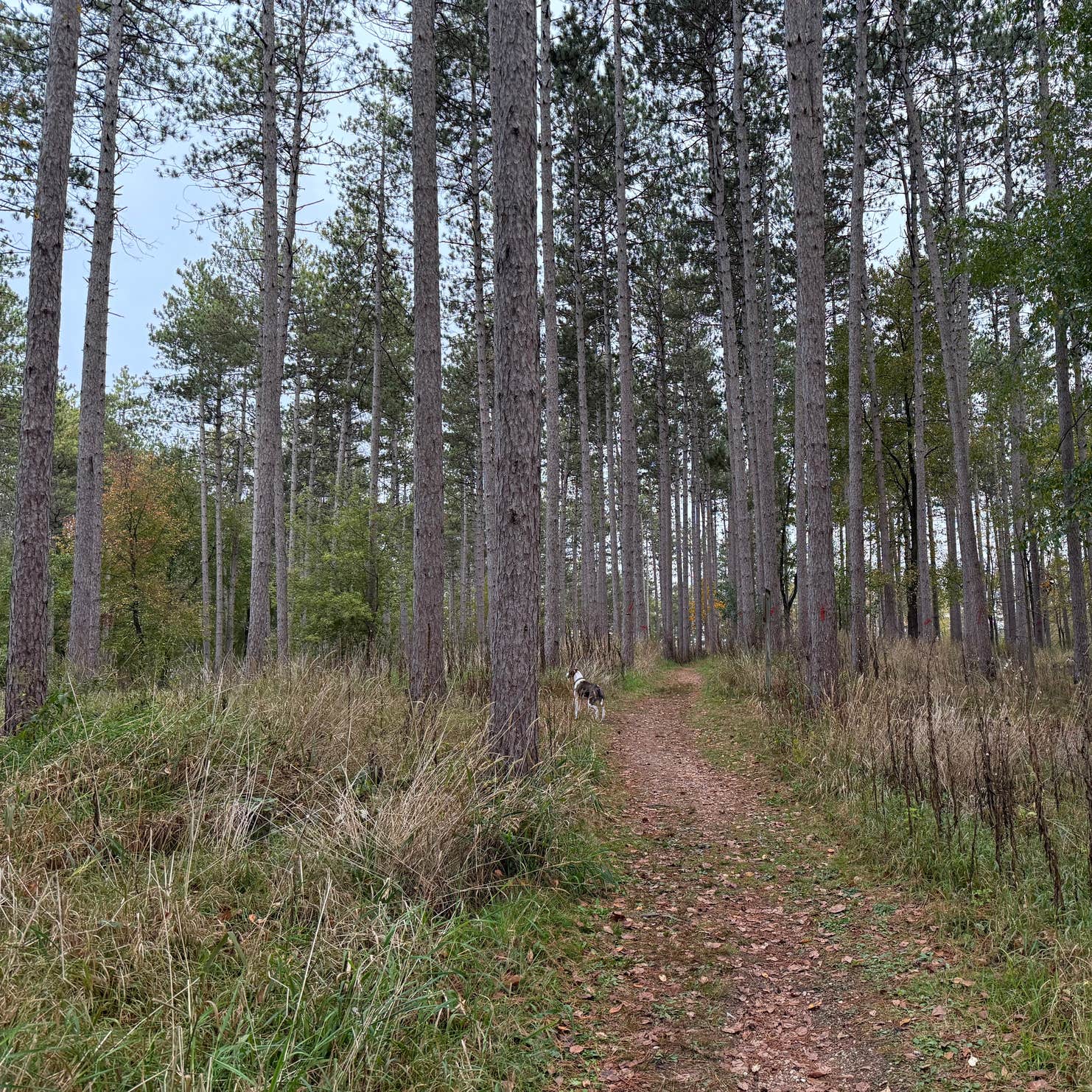 Mauthe Lake Campground — Kettle Moraine State Forest-Northern Unit ...
