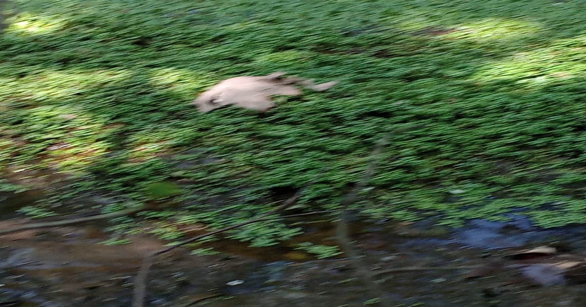 Lake Forest RV Resort | West Newfield, Maine