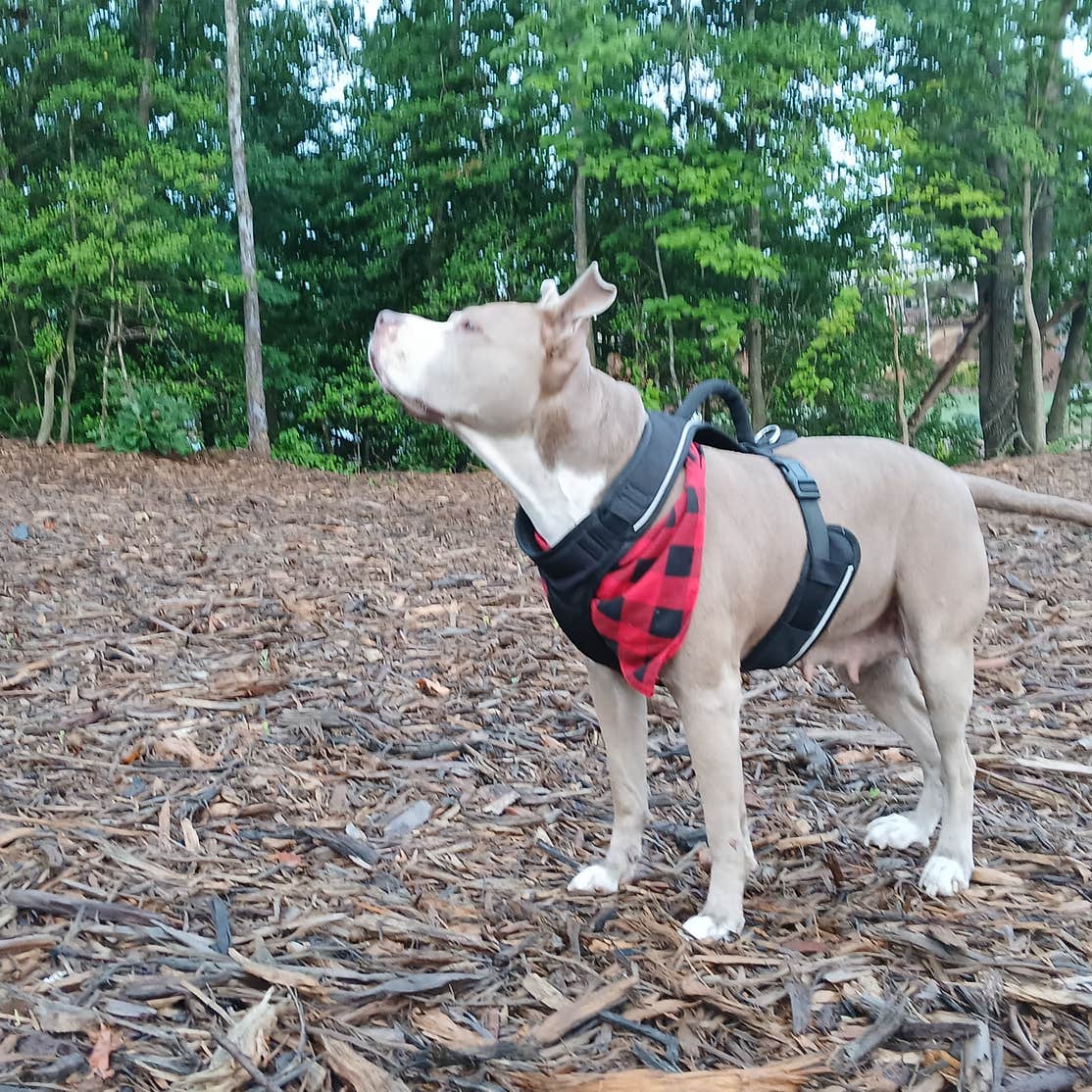 Lake Hickory RV Resort | Conover, North Carolina