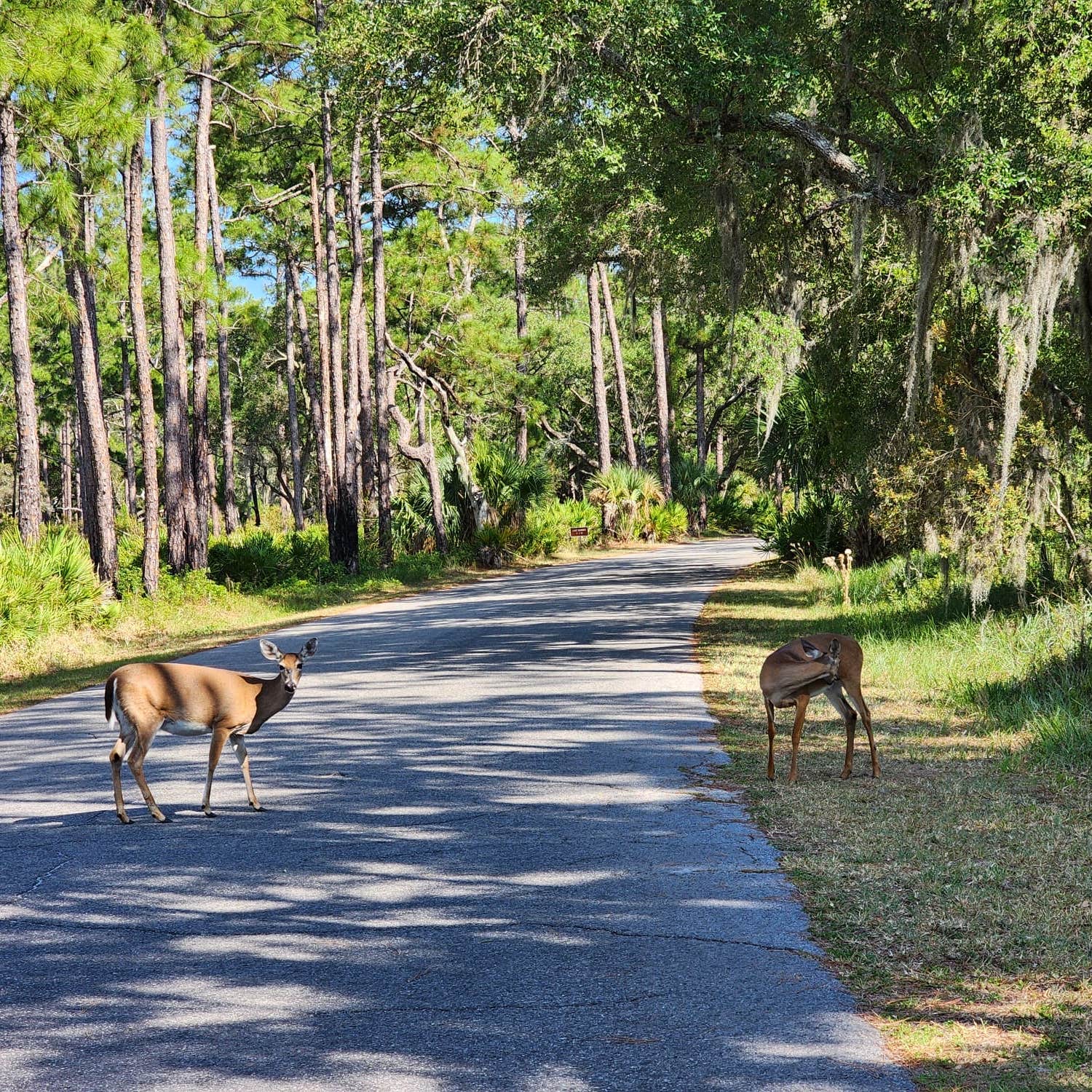 Lake Kissimmee State Park Campground | Lakeshore, Florida
