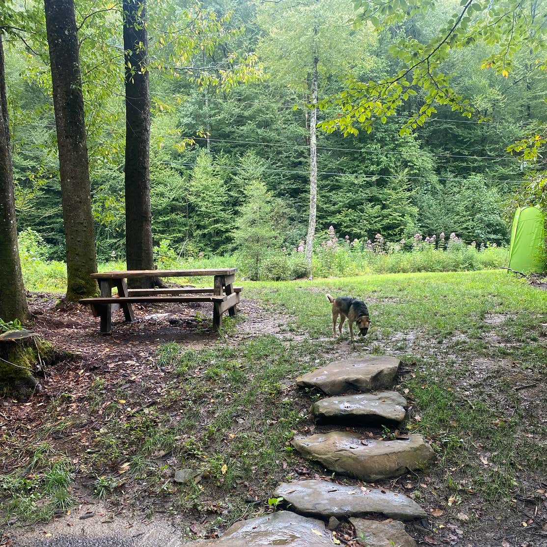 Lil Snowbird Farm Camping | Marble, NC