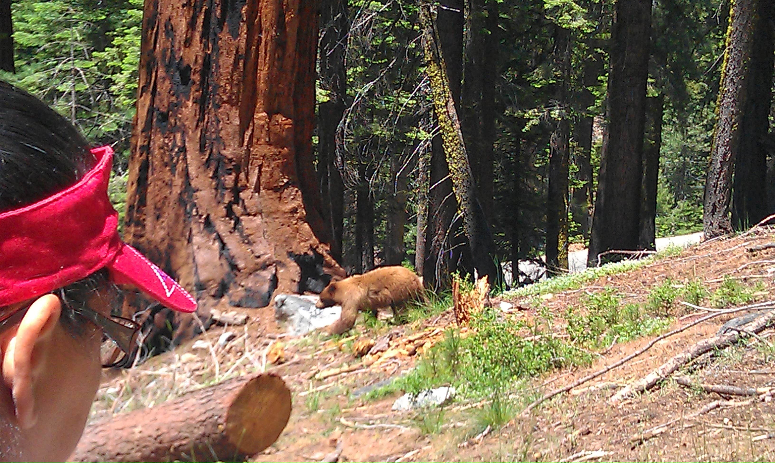 Lodgepole Campground | Emigrant Gap, California
