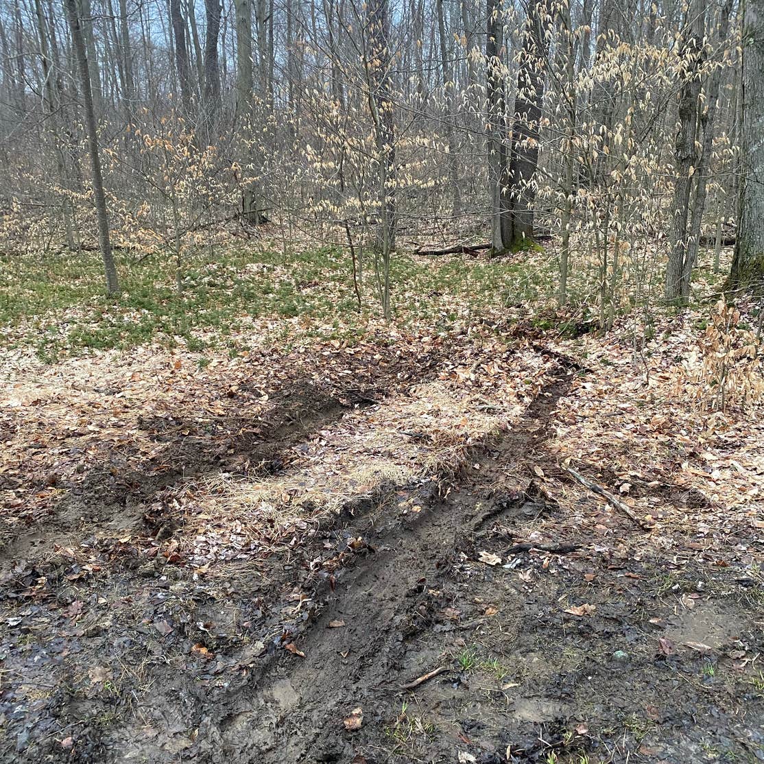 Loleta Road Dispersed Campsite | Marienville, Pennsylvania